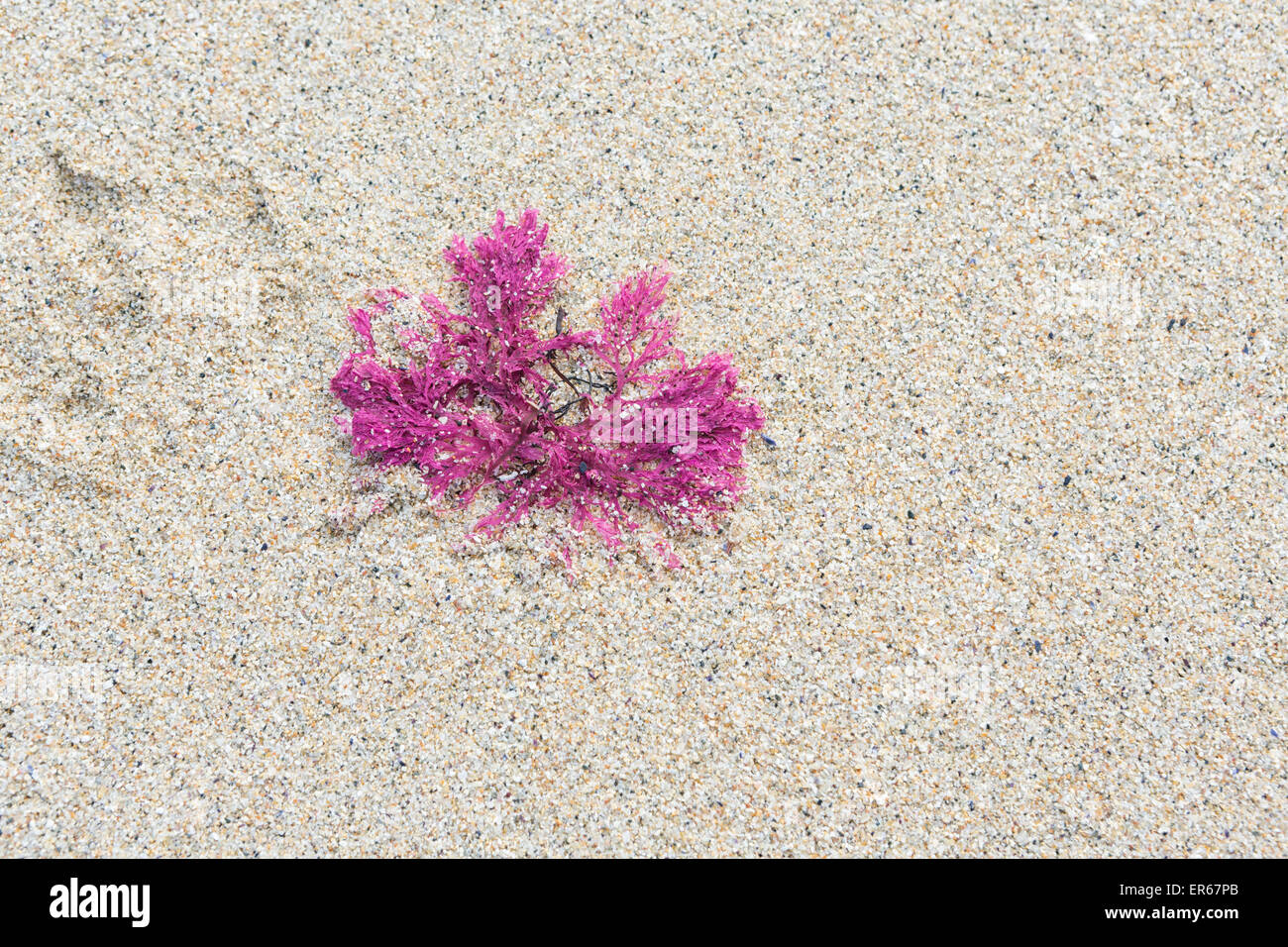 Scottish seafood harris hi-res stock photography and images - Alamy