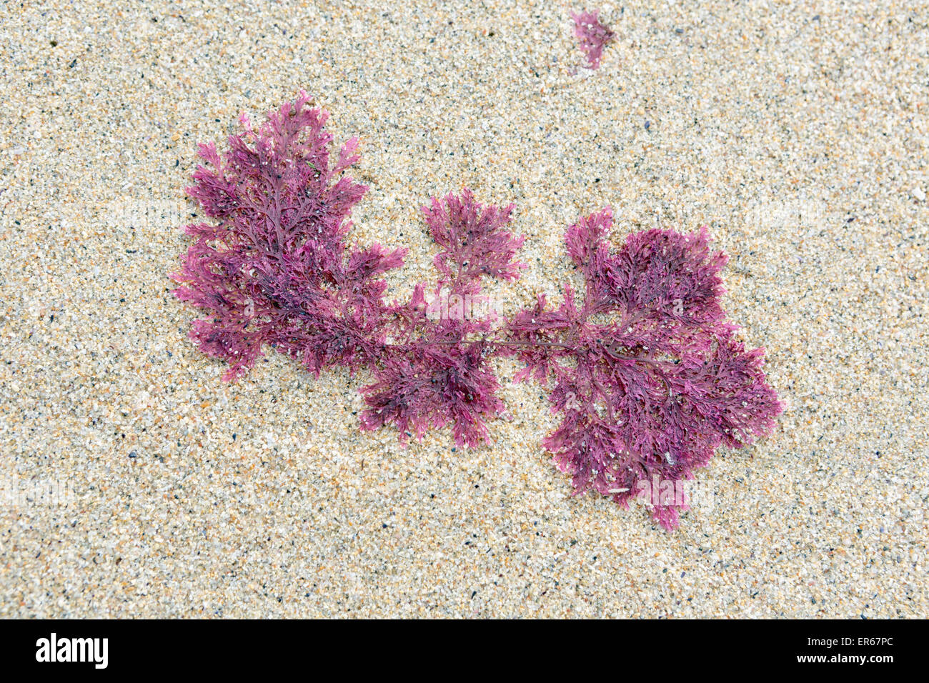 Scottish seafood harris hi-res stock photography and images - Alamy