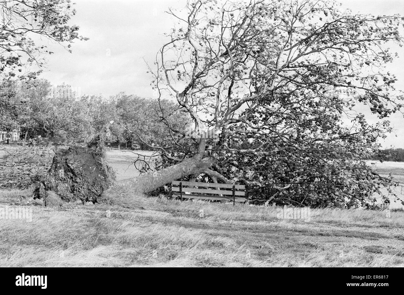 The great storm 1987 uk Black and White Stock Photos & Images - Alamy