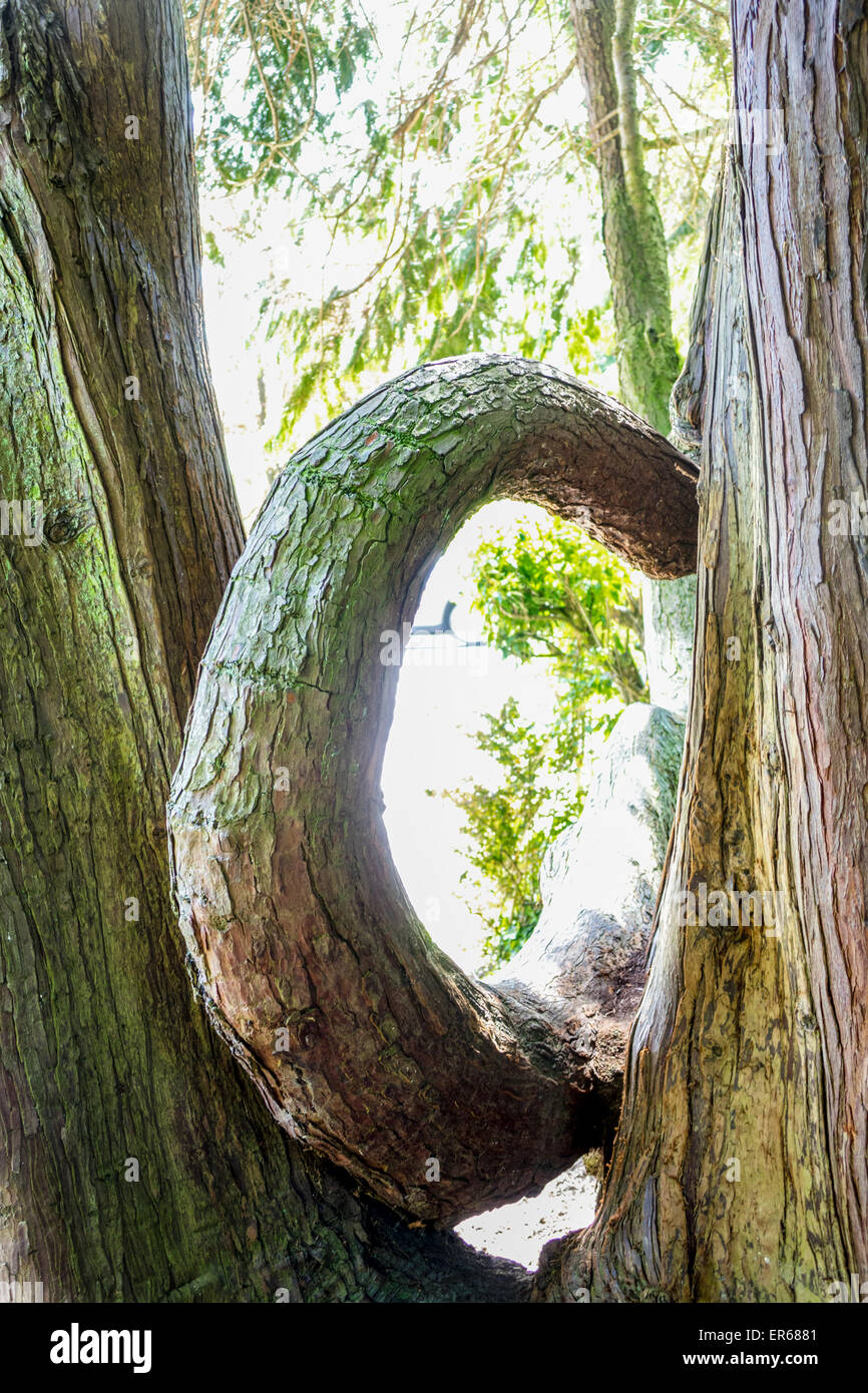 Tree twisted curved bark hi-res stock photography and images - Alamy