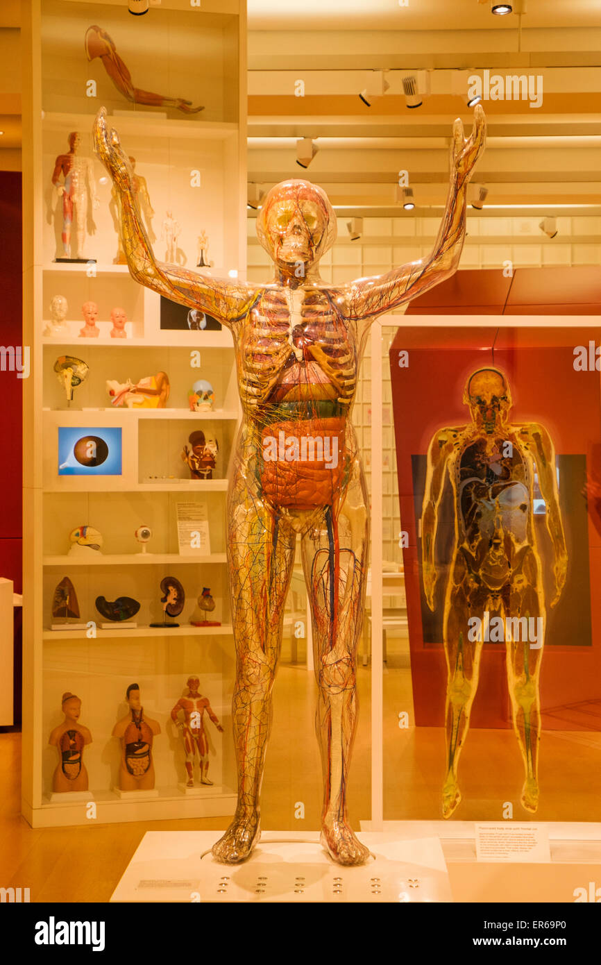 England, London, The Wellcome Collection, Educational Sculpture of ...