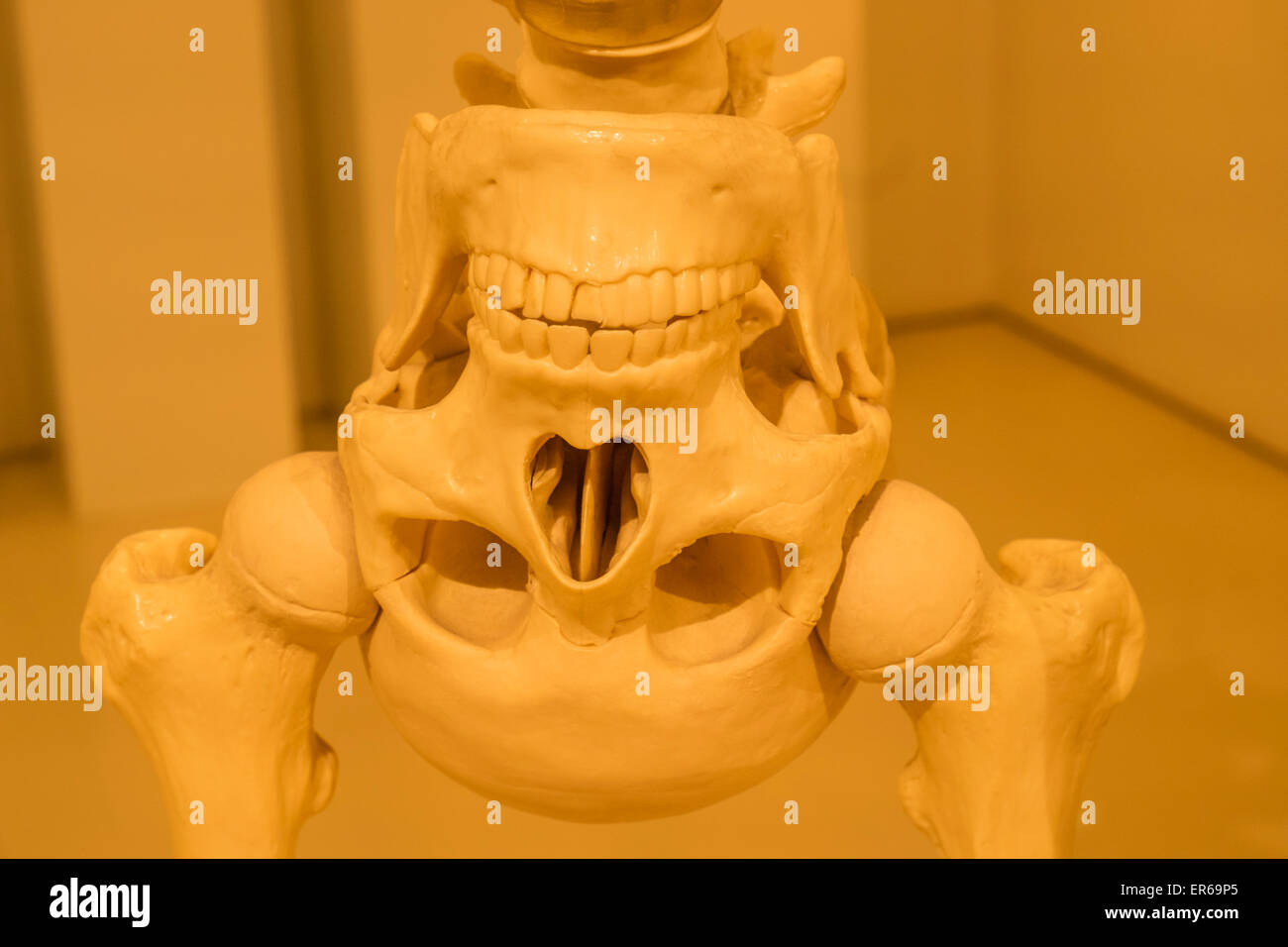 England, London, The Wellcome Collection, Sculpture of Skeleton Stock ...