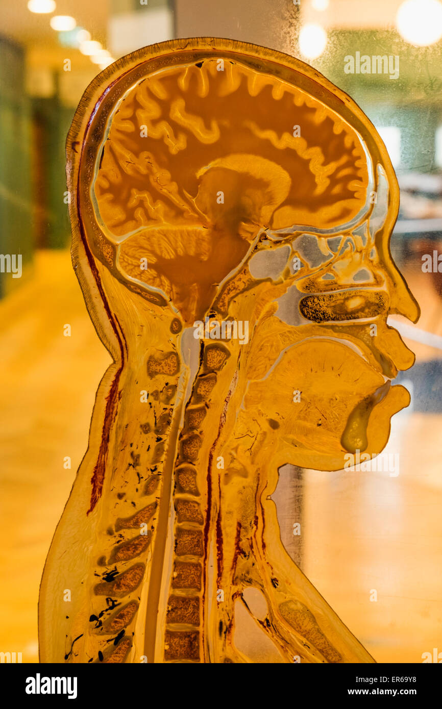 England, London, The Wellcome Collection, The Reading Room, Exhibit of ...
