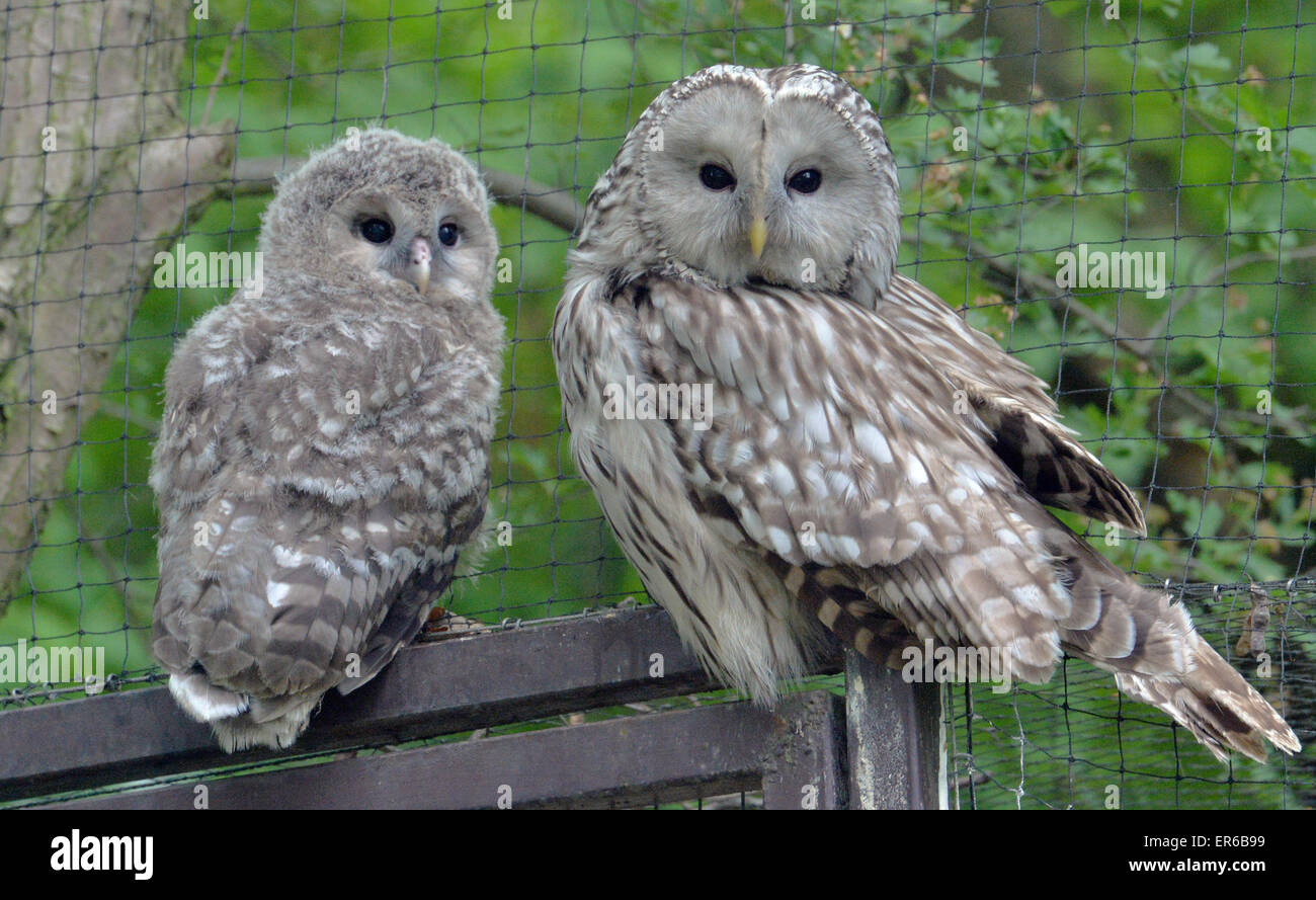 Ural Owl and its chick, left, sit in the enclosure in the Prague Zoo ...