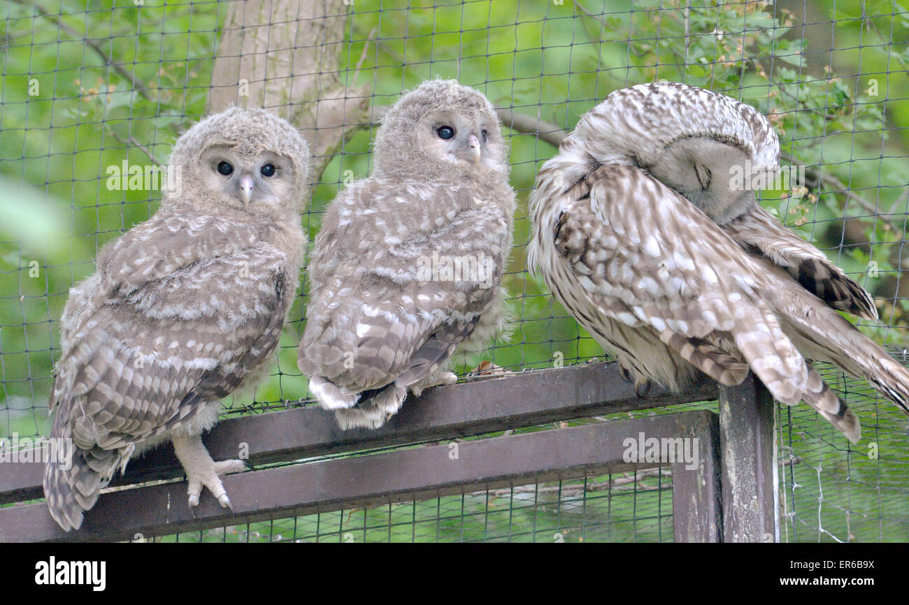 Ural Owl, right, and its chicks sit in the enclosure in the Prague Zoo ...