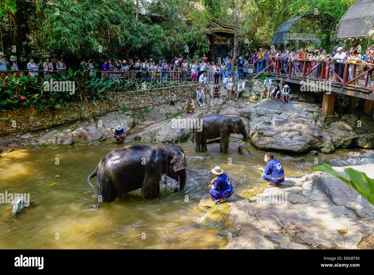 Thai elephant was take a bath with mahout (elephant driver , elephant ...
