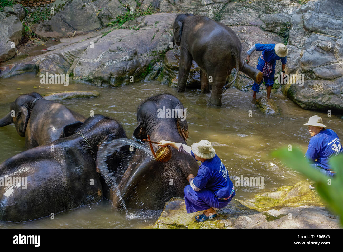 Thai elephant was take a bath with mahout (elephant driver , elephant ...