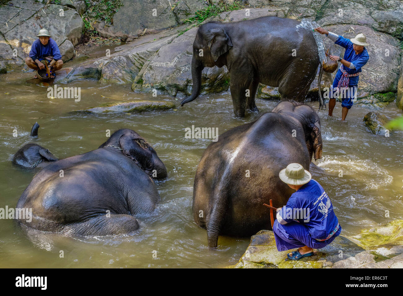 Thai elephant was take a bath with mahout (elephant driver , elephant ...