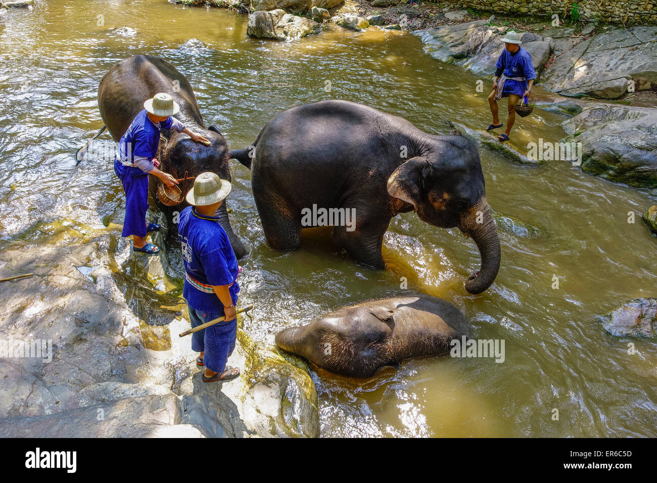 Thai elephant was take a bath with mahout (elephant driver , elephant ...