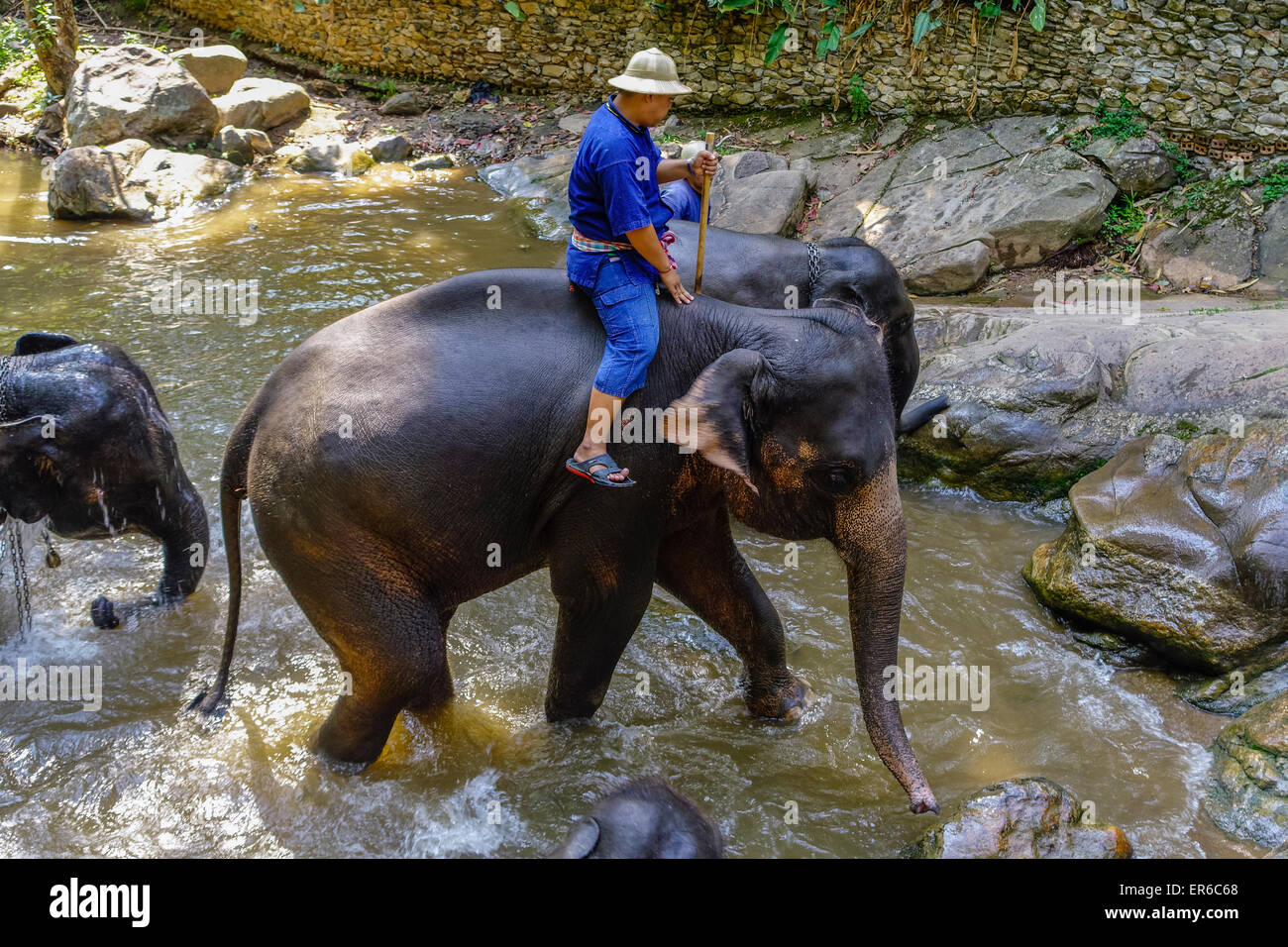 Thai elephant was take a bath with mahout (elephant driver , elephant ...