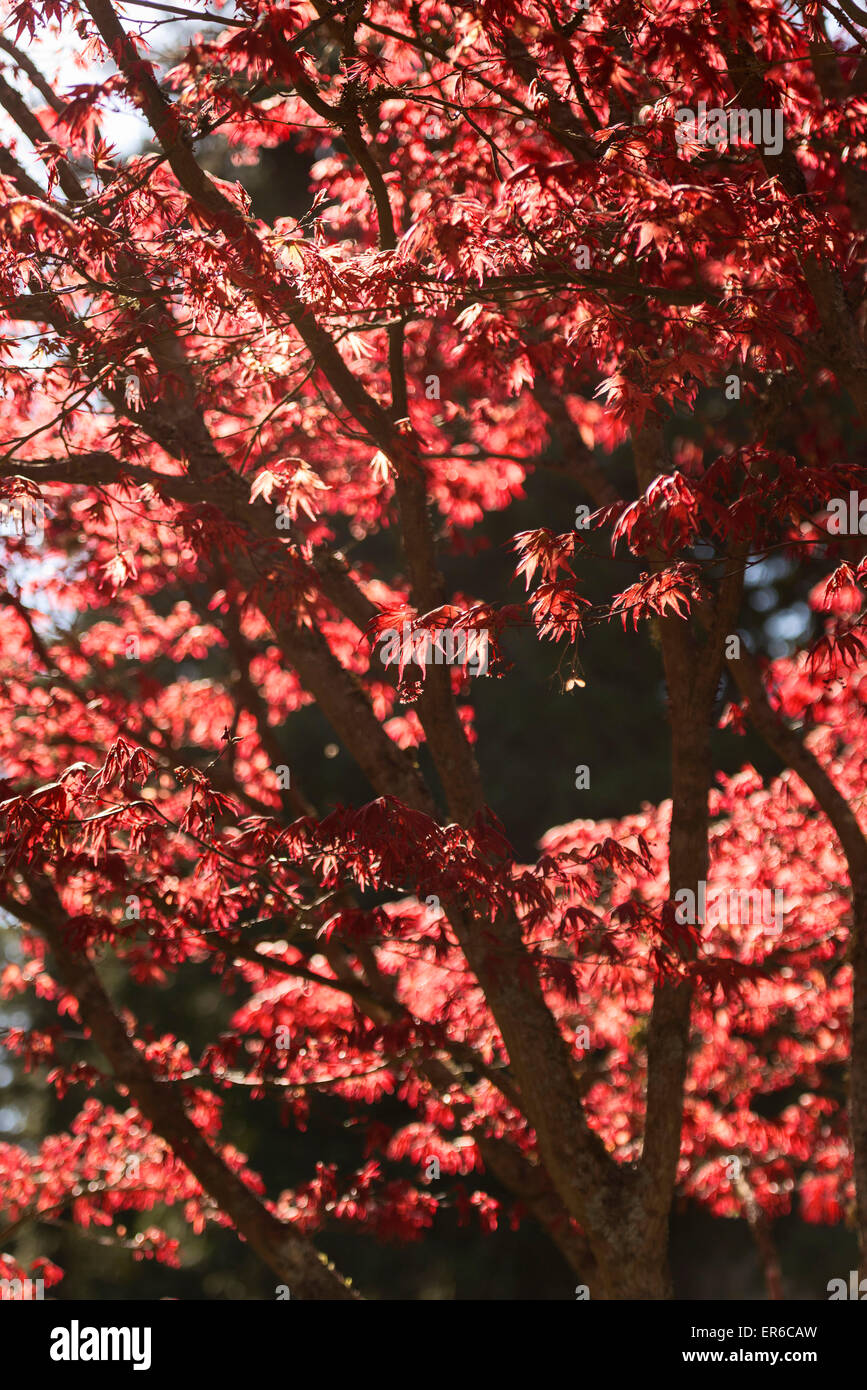 Close up branch maple tree hi-res stock photography and images - Alamy