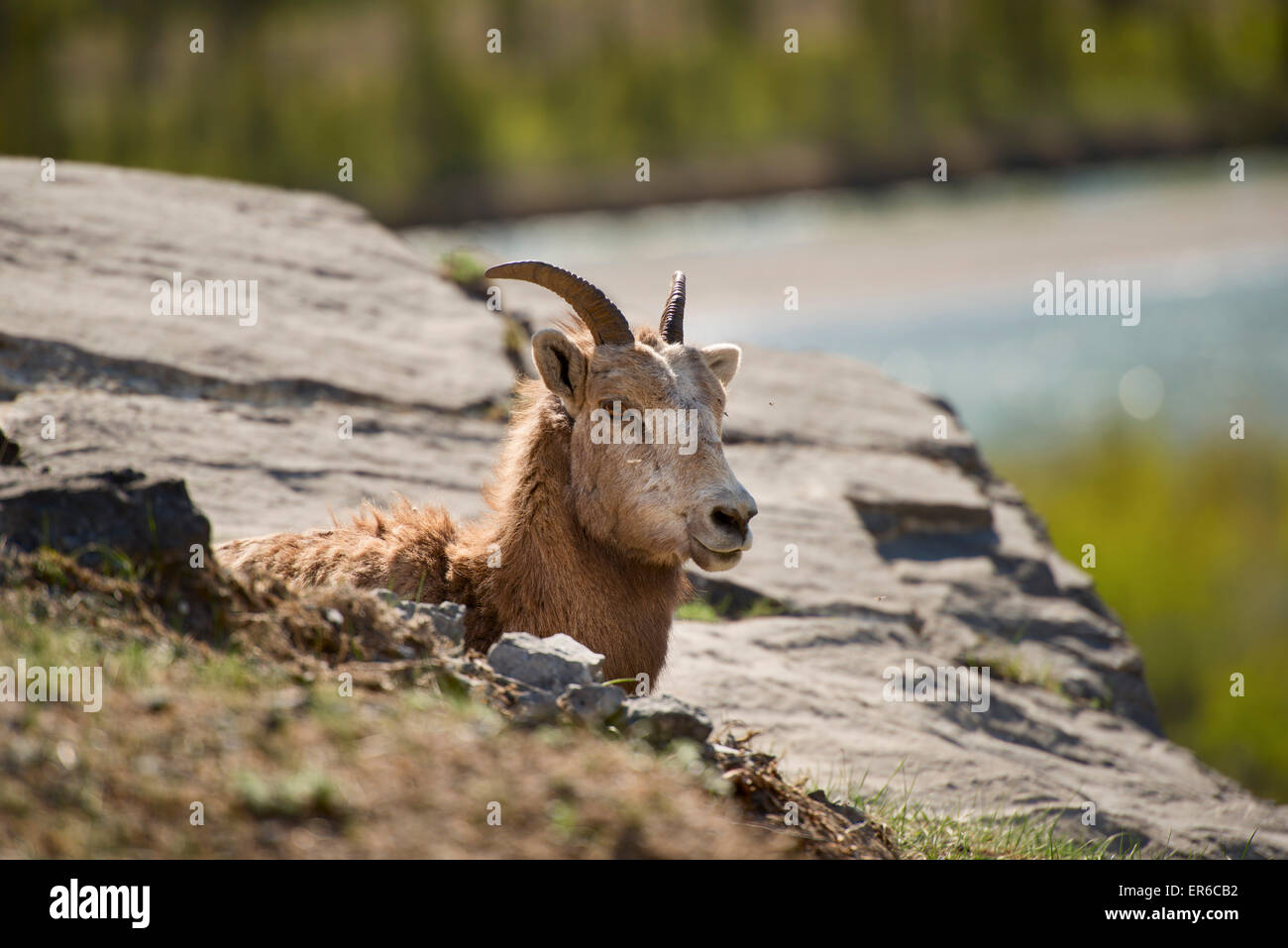 Female Bighorn sheep Stock Photo - Alamy