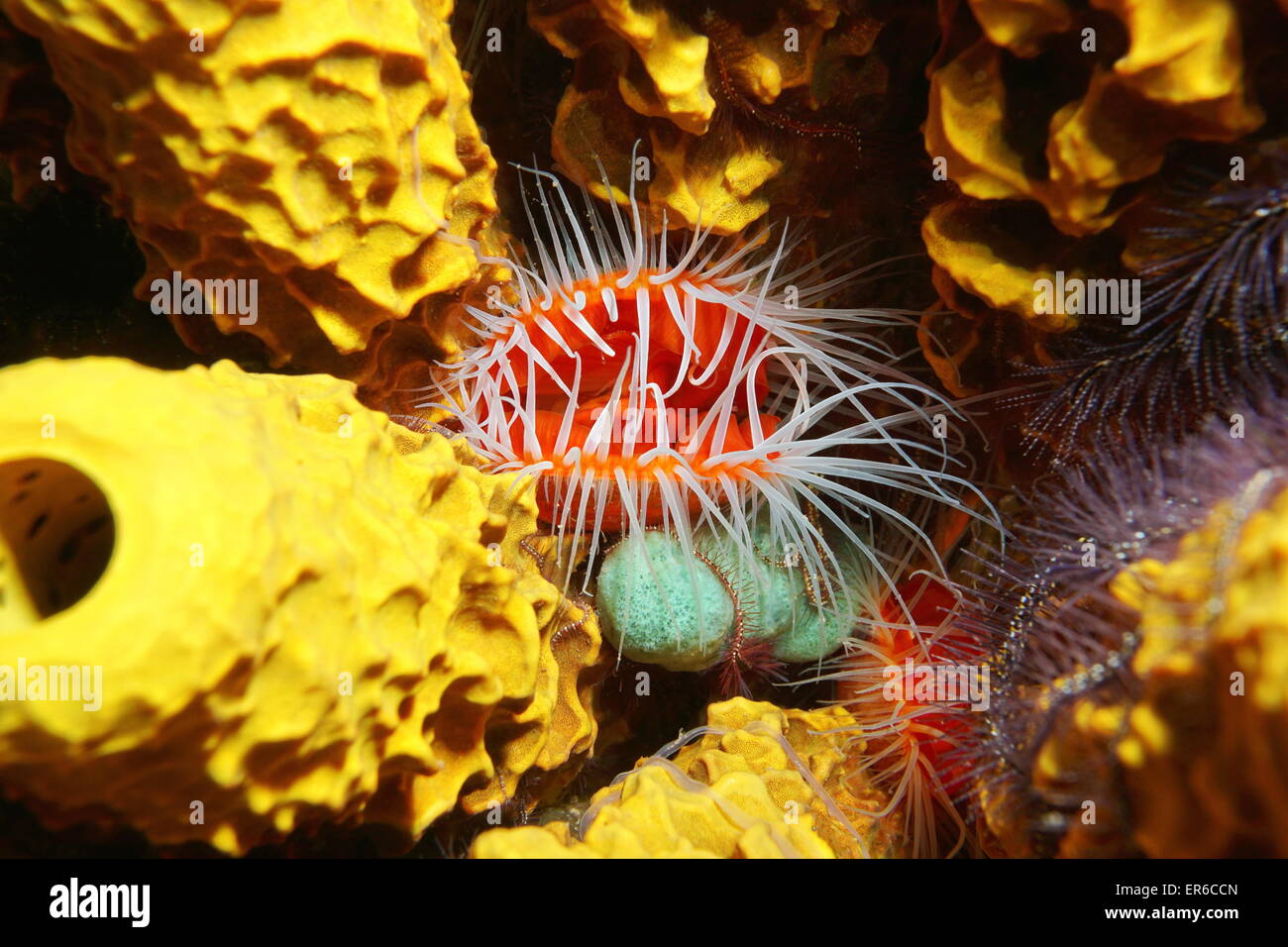 Underwater creature, close up image of Flame scallop, Ctenoides scaber ...