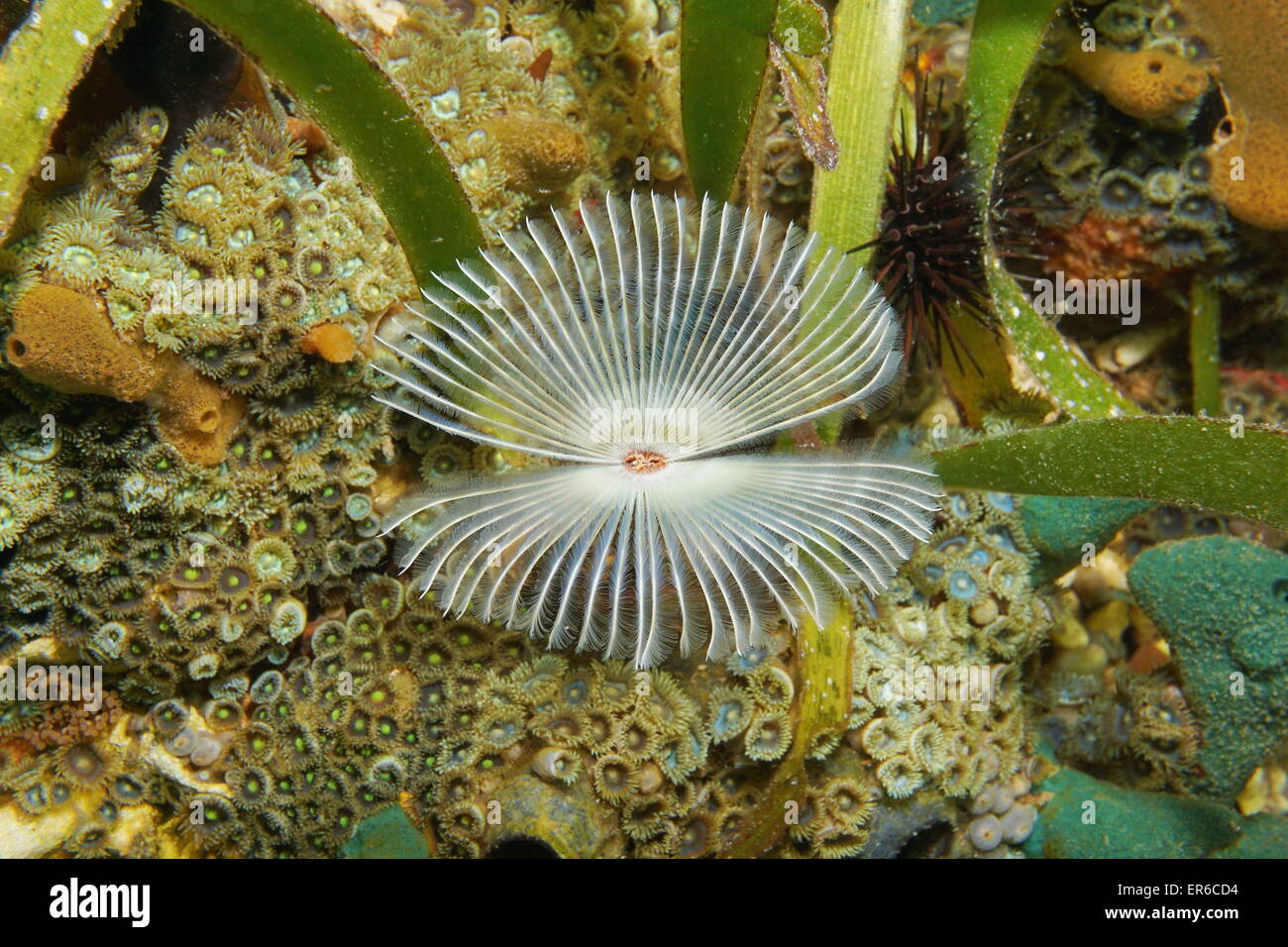 Animal split hi-res stock photography and images - Alamy