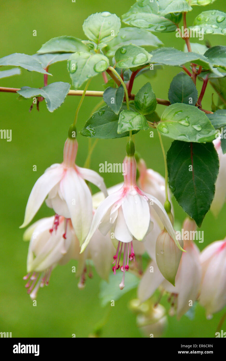 Potted fuchsia hi-res stock photography and images - Alamy