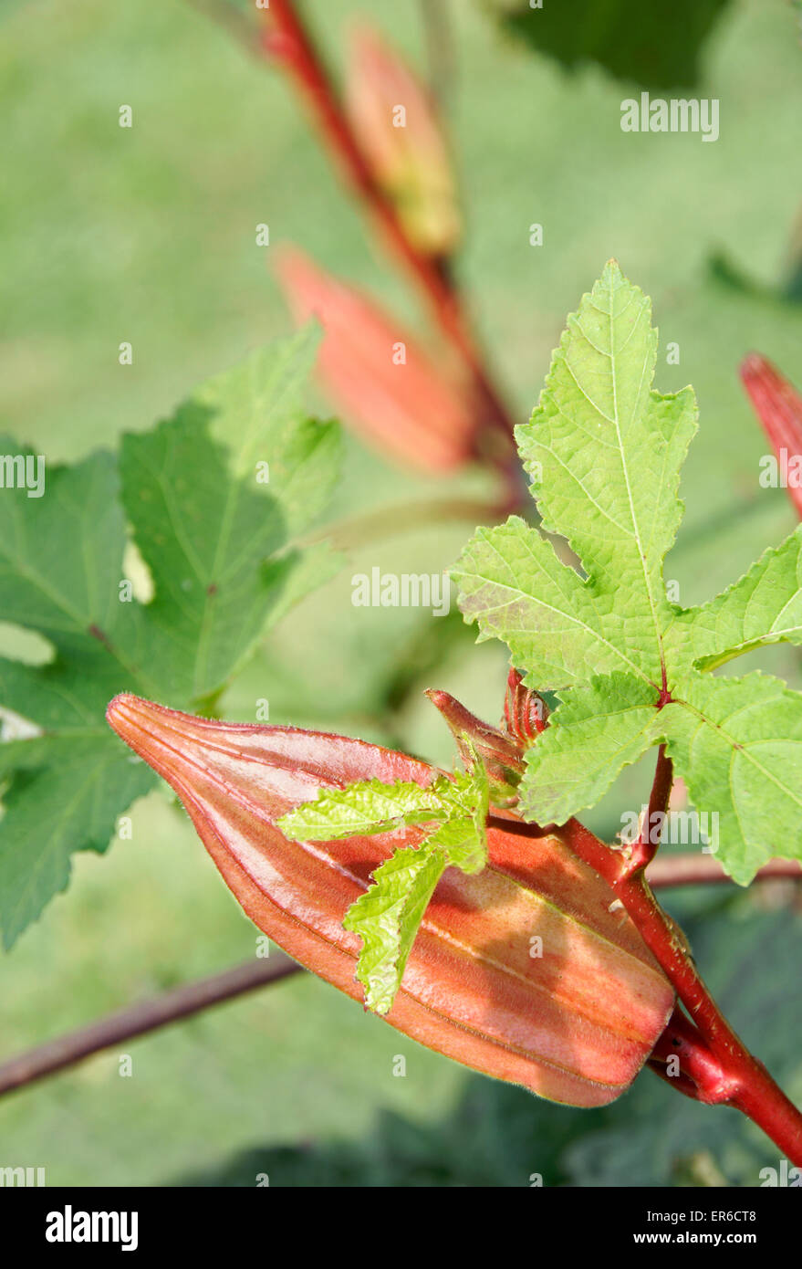 Ocra hi-res stock photography and images - Alamy