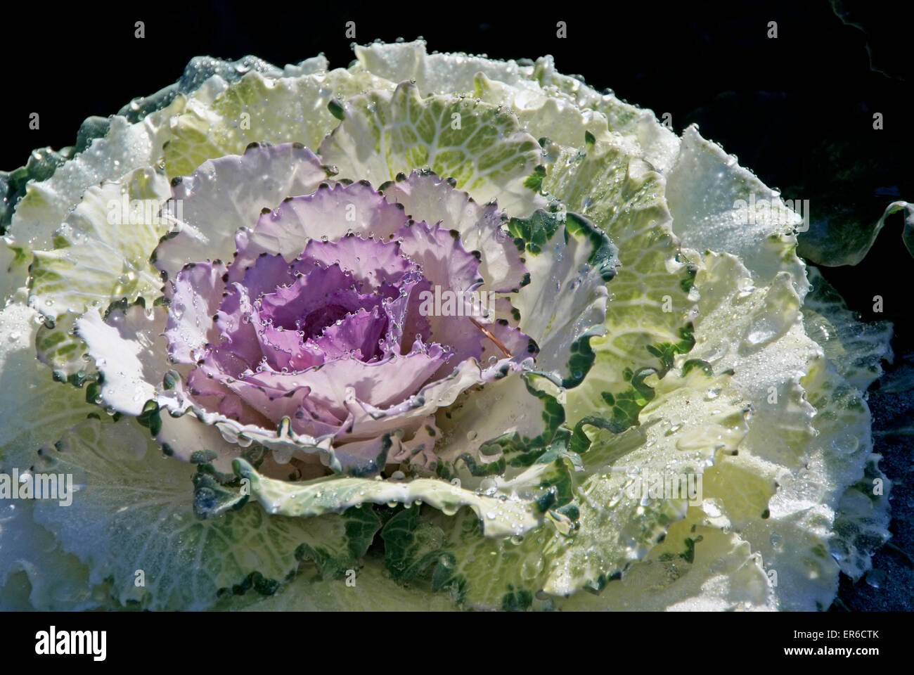 Ornamental cabbage winter hi-res stock photography and images - Alamy