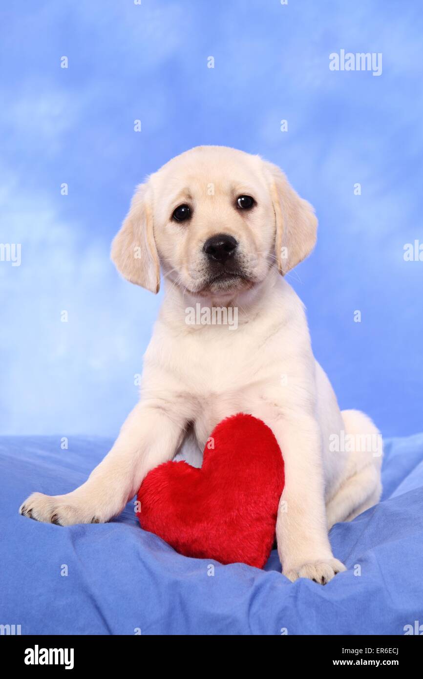 Labrador shape hi-res stock photography and images - Alamy