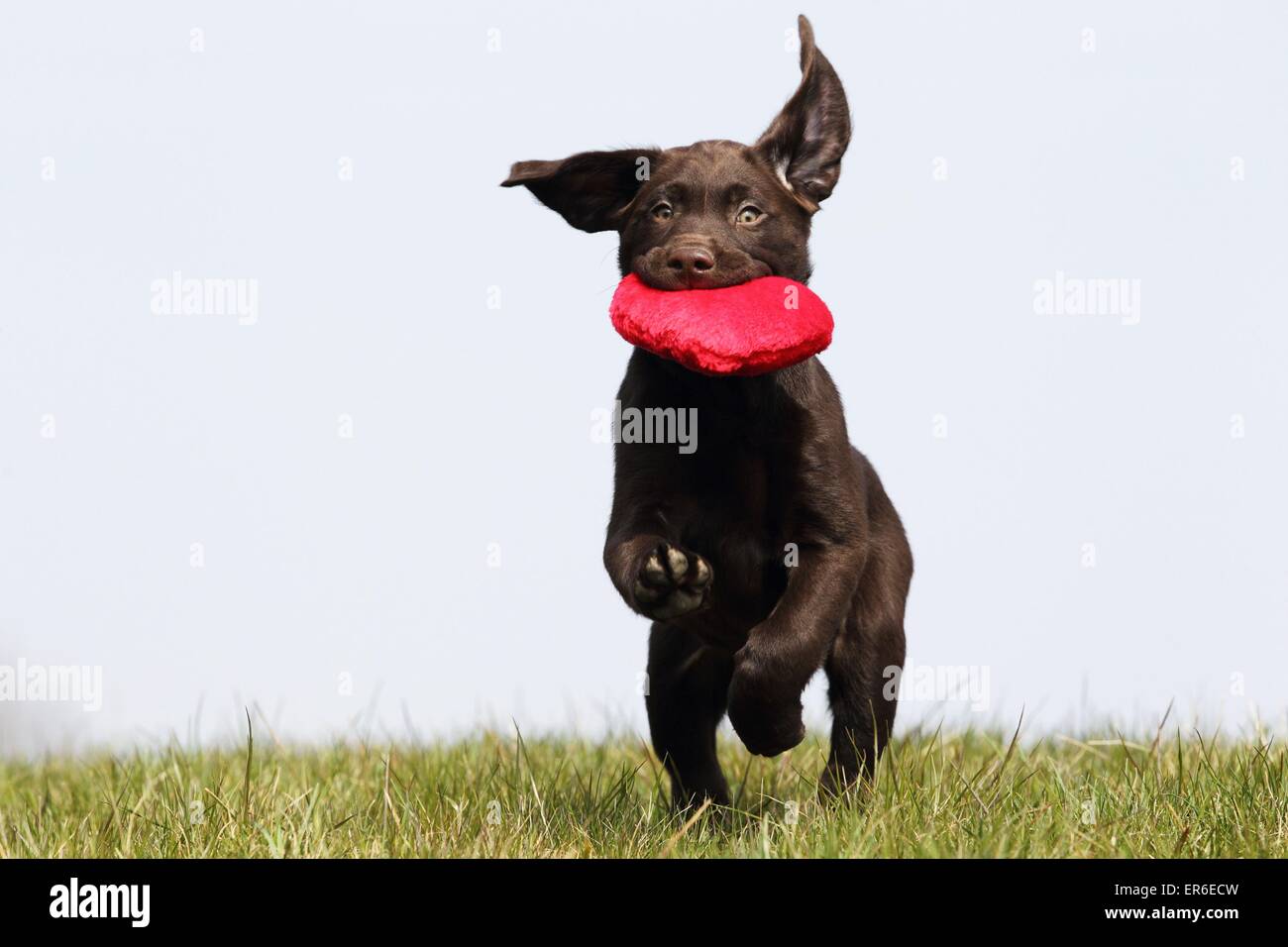 Labrador shape hi-res stock photography and images - Alamy