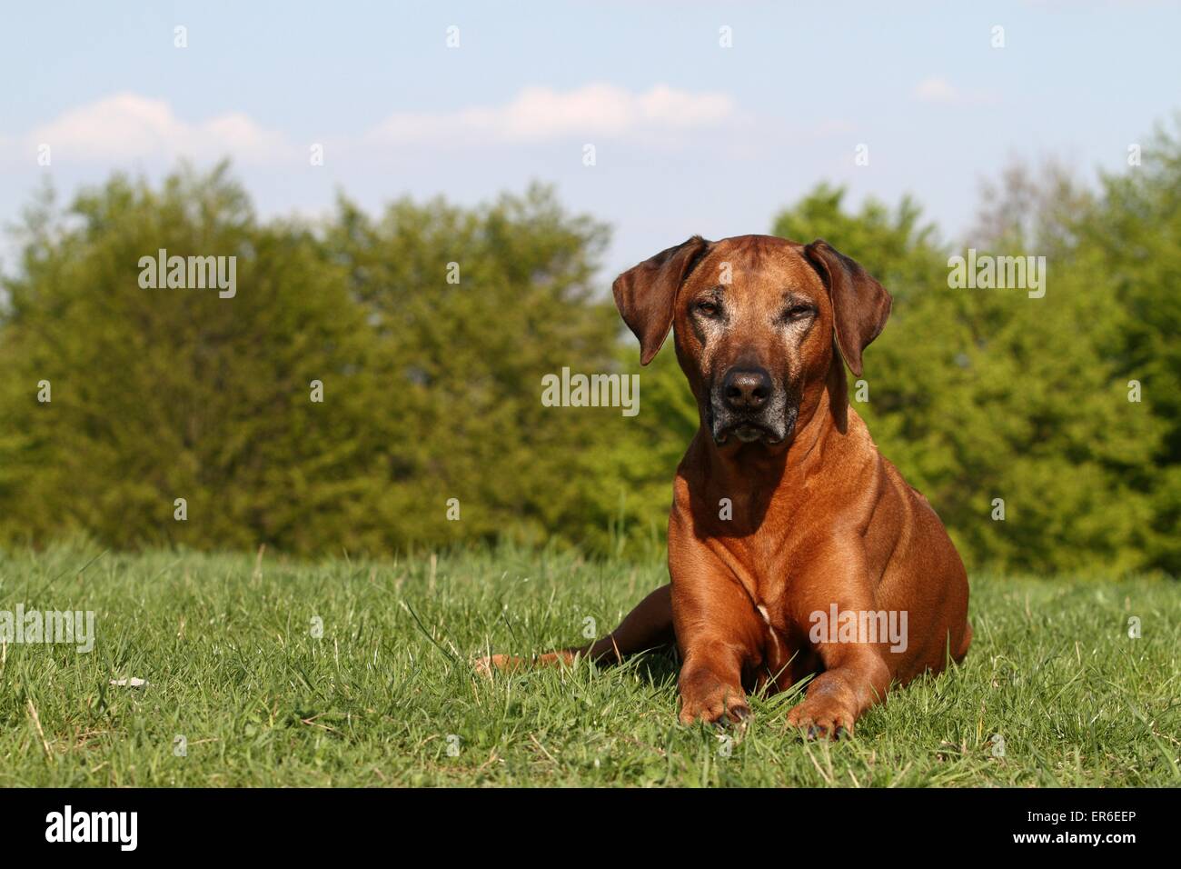 lying Rhodesian Ridgeback Stock Photo - Alamy
