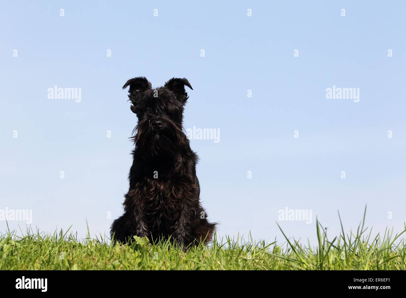 sitting Miniature Schnauzer Stock Photo - Alamy