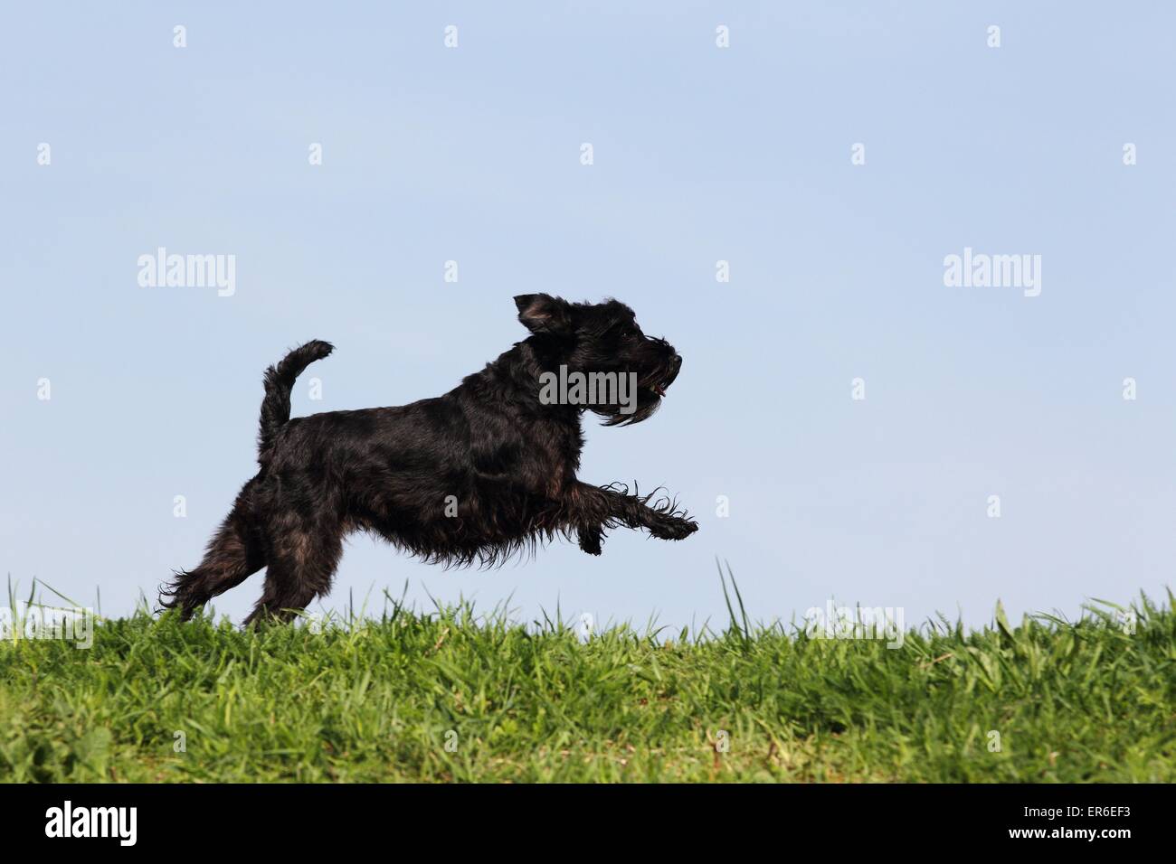 running Miniature Schnauzer Stock Photo - Alamy