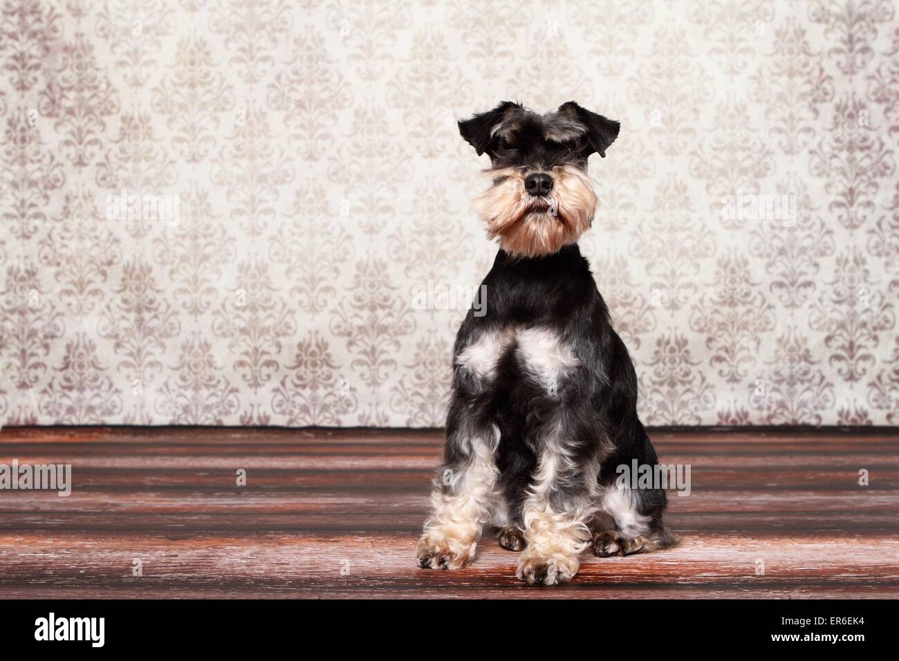sitting Miniature Schnauzer Stock Photo - Alamy