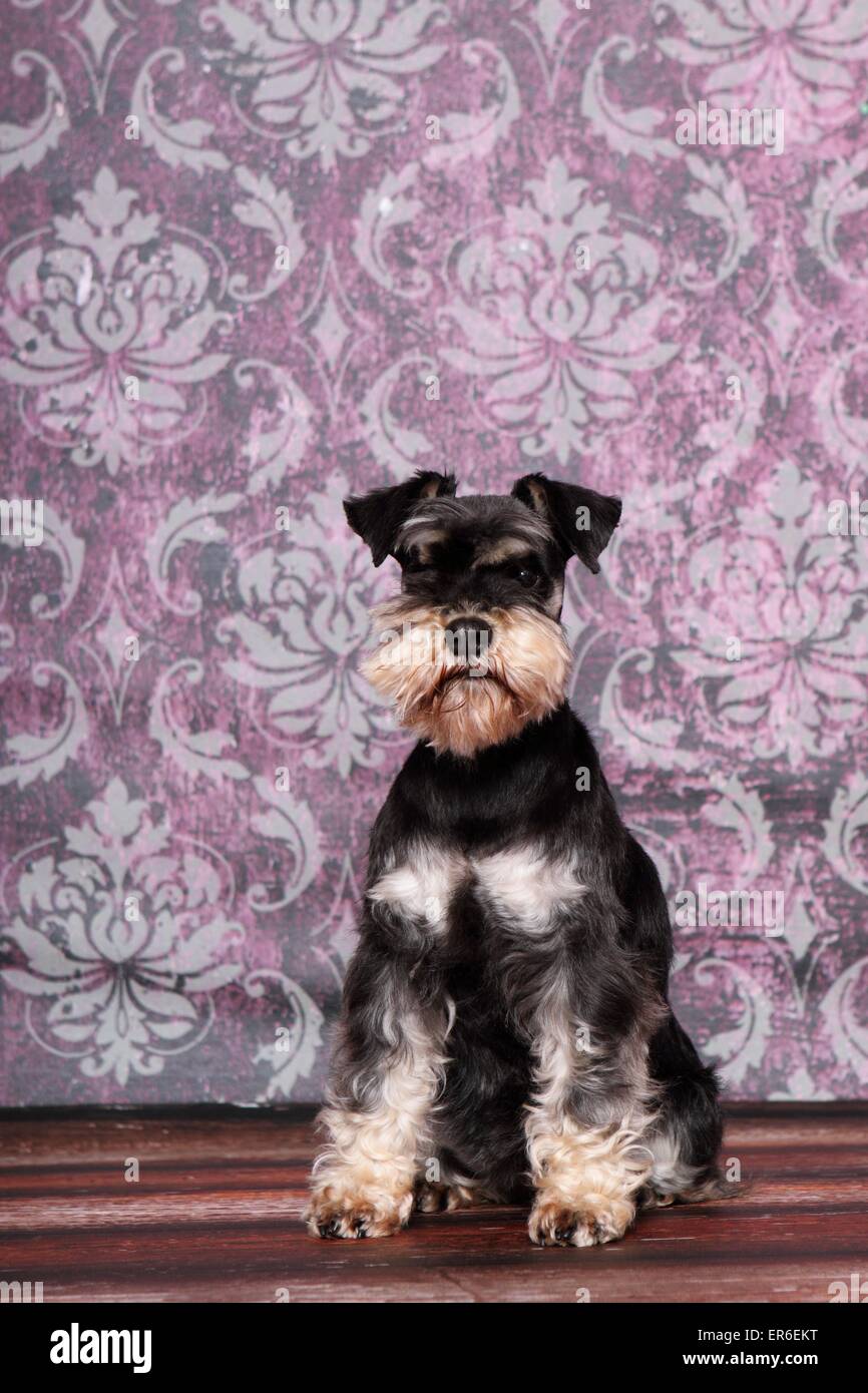 sitting Miniature Schnauzer Stock Photo - Alamy