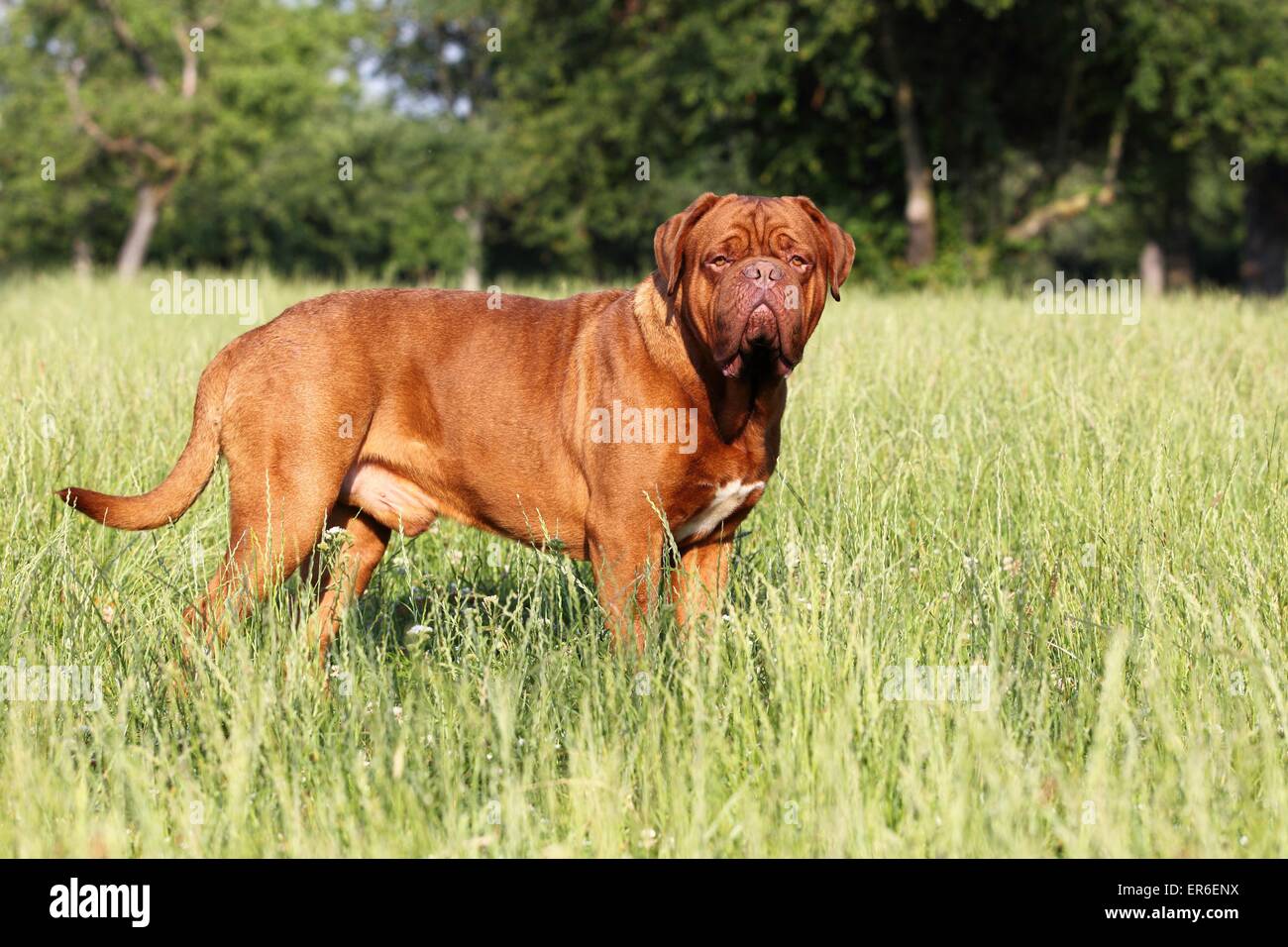 Bordeauxdog hi-res stock photography and images - Alamy