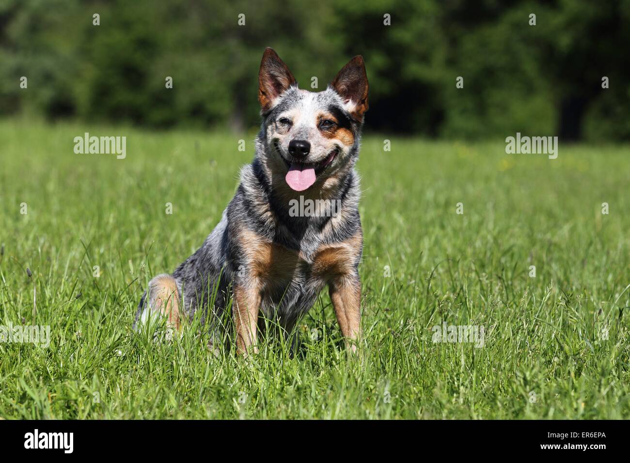 sitting Australian Cattle Dog Stock Photo - Alamy