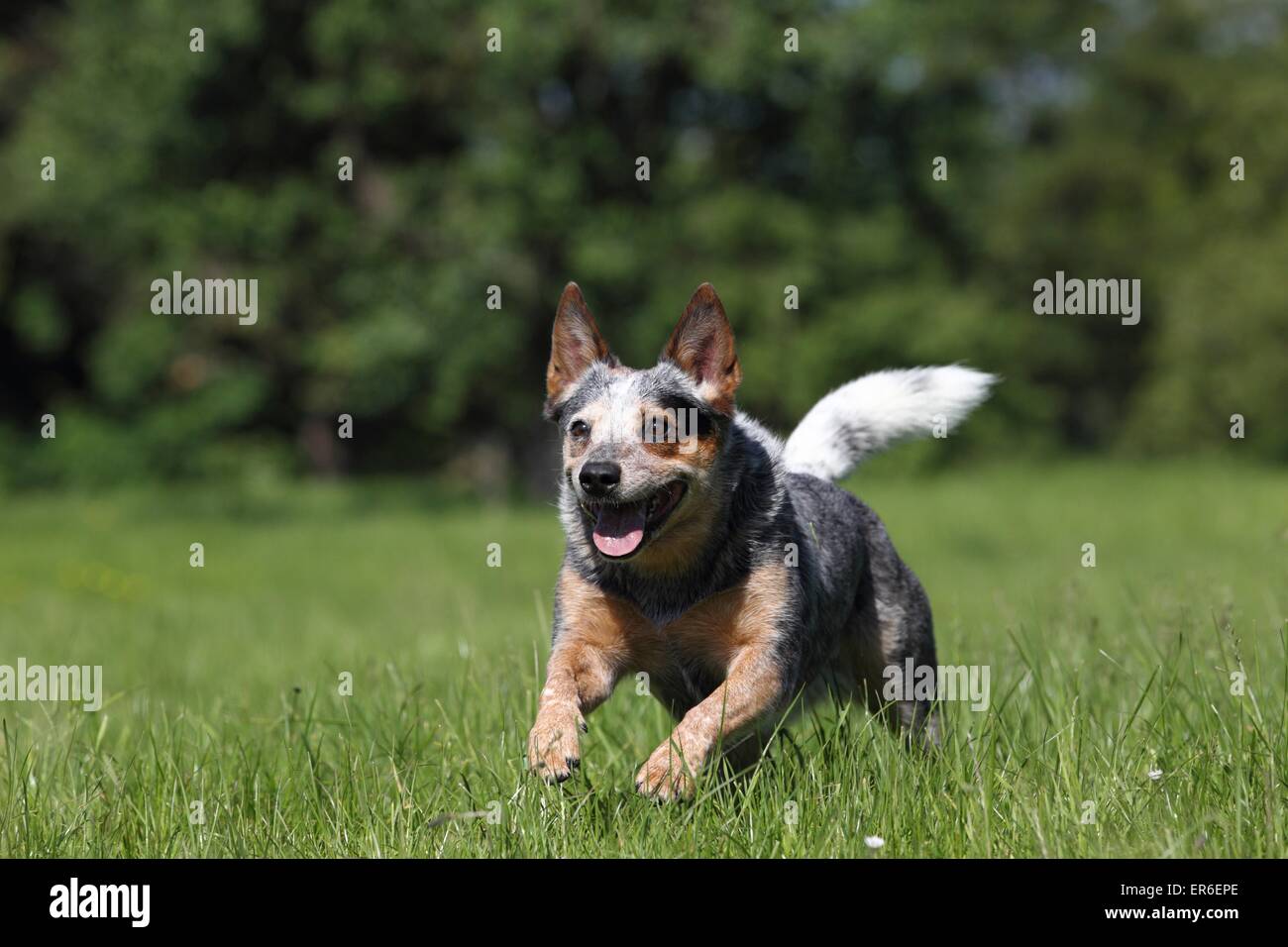 running Australian Cattle Dog Stock Photo - Alamy