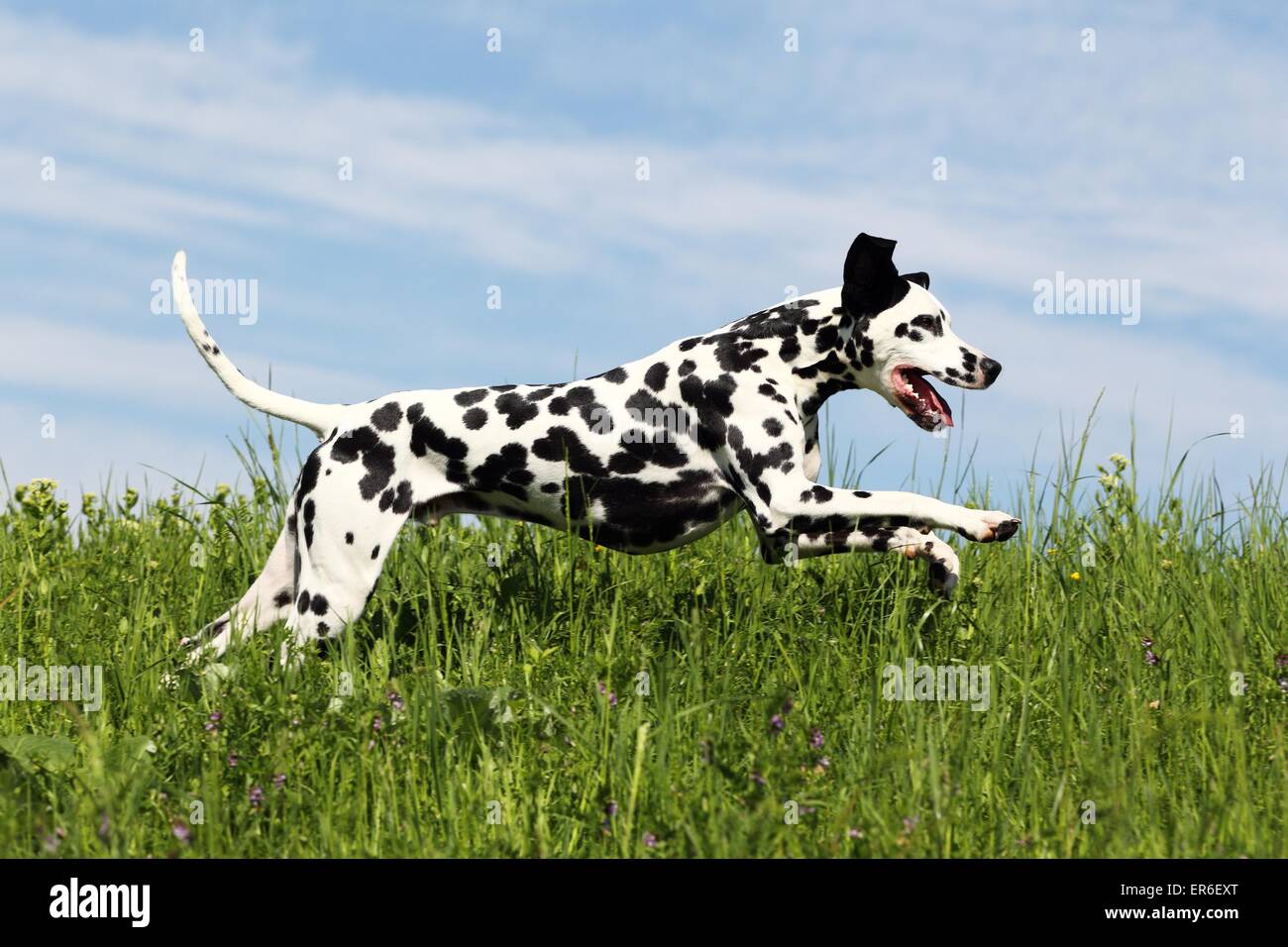 Running dalmatian hi-res stock photography and images - Alamy