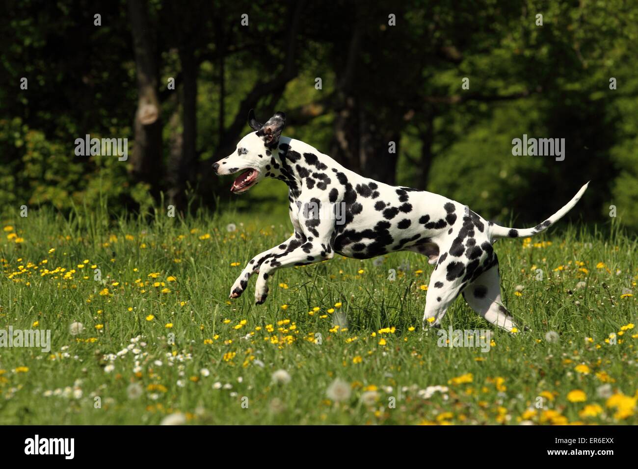 Dalmatian movement hi-res stock photography and images - Alamy