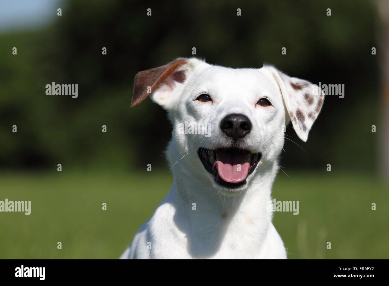 Jack Russell Terrier Portrait Stock Photo - Alamy