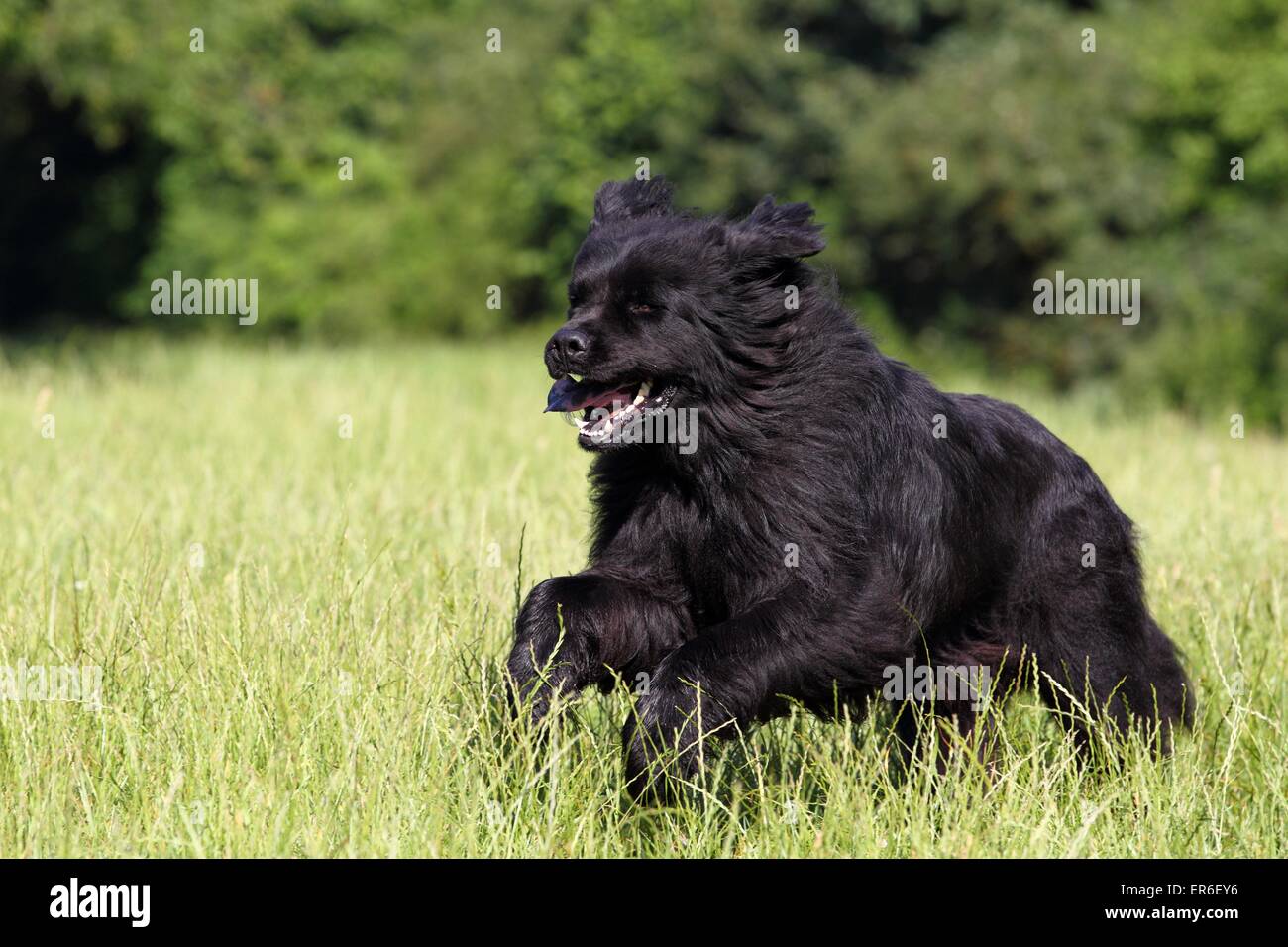 Long haired dog runs hi-res stock photography and images - Alamy