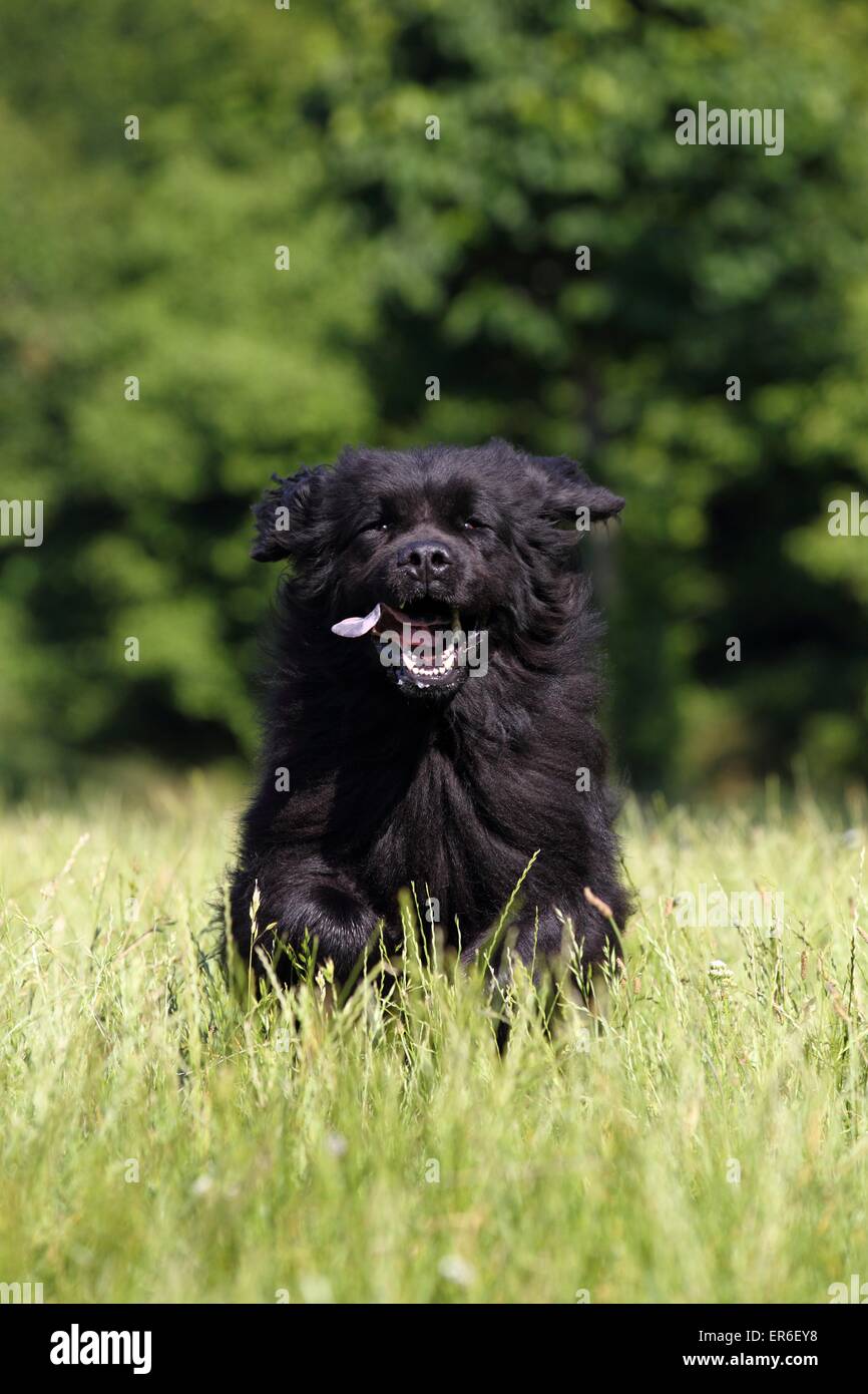 Long haired dog runs hi-res stock photography and images - Alamy