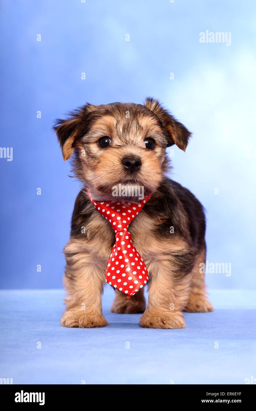 Cute mongrel dog studio hi-res stock photography and images - Alamy