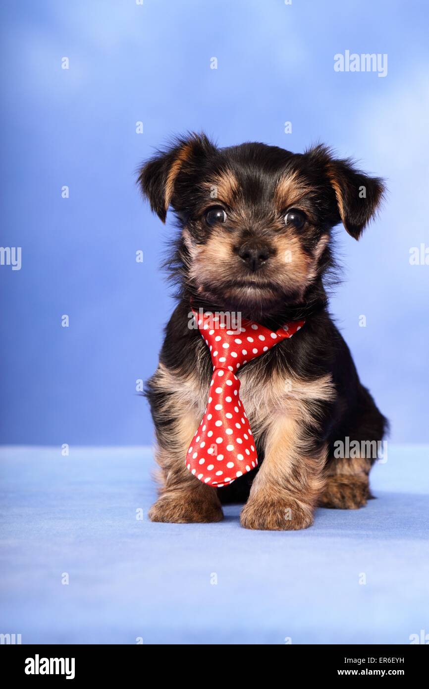 Cute mongrel dog studio hi-res stock photography and images - Alamy