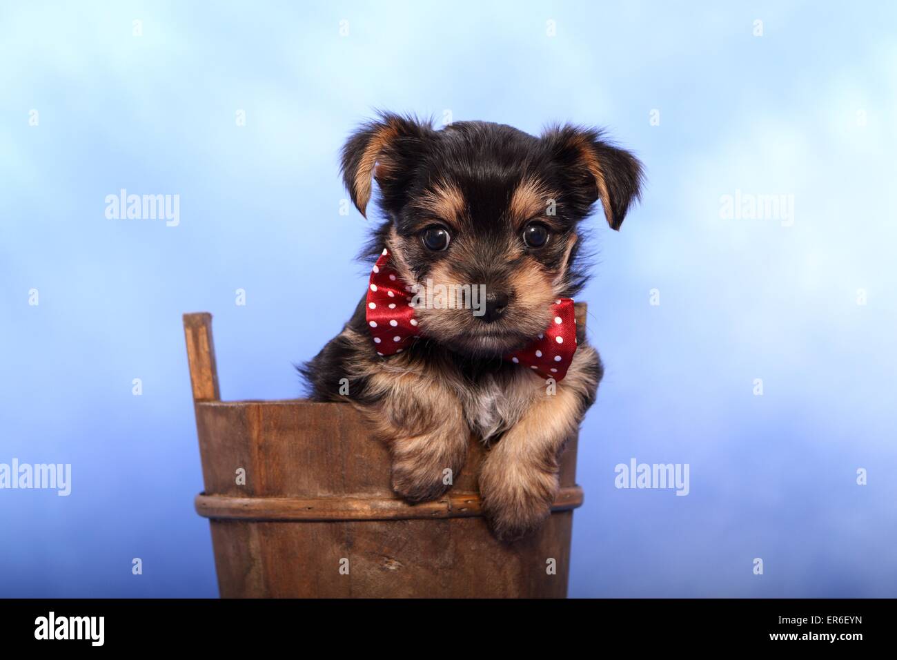 Cute mongrel hi-res stock photography and images - Alamy