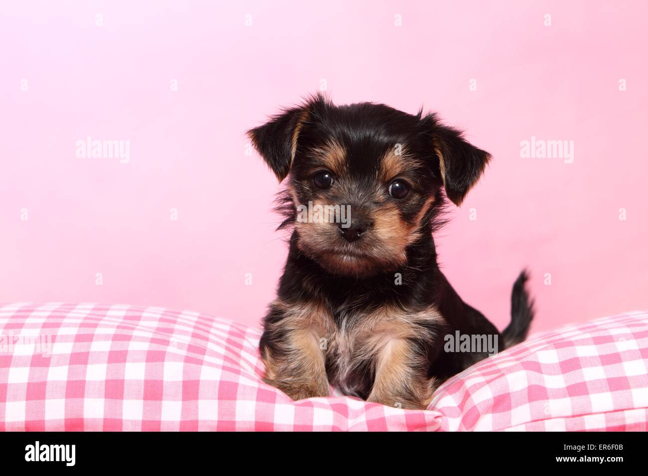 Cute Mongrel High Resolution Stock Photography and Images - Alamy