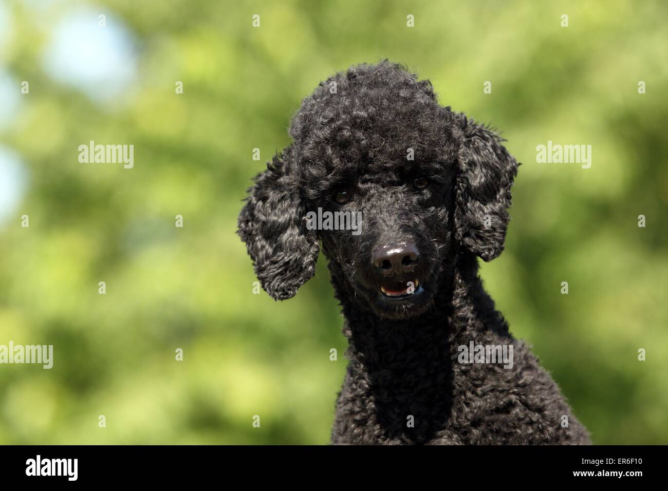 Miniature Poodle Portrait Stock Photo - Alamy