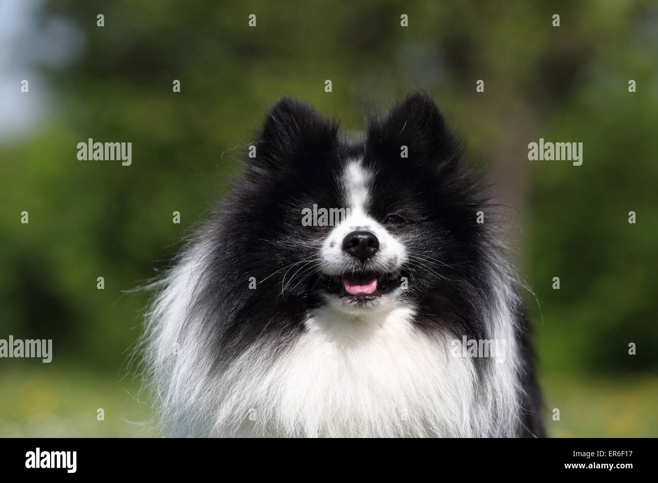 Spitz dog hi-res stock photography and images - Alamy