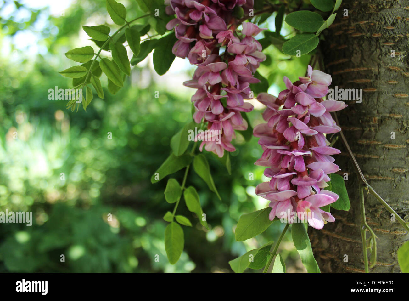Acacia pink flowers Stock Photo - Alamy