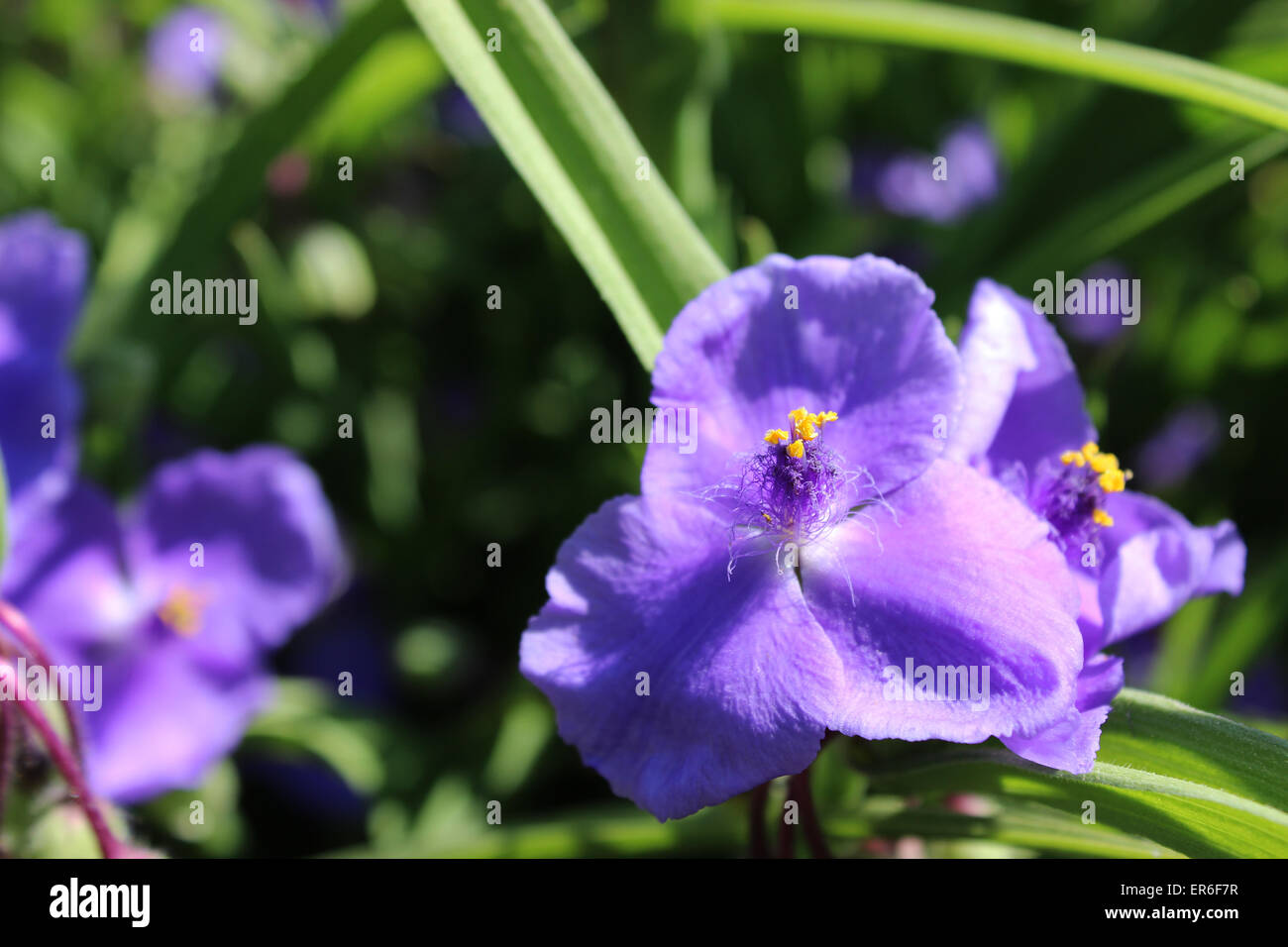 Blue little flower in the sunlight Stock Photo - Alamy