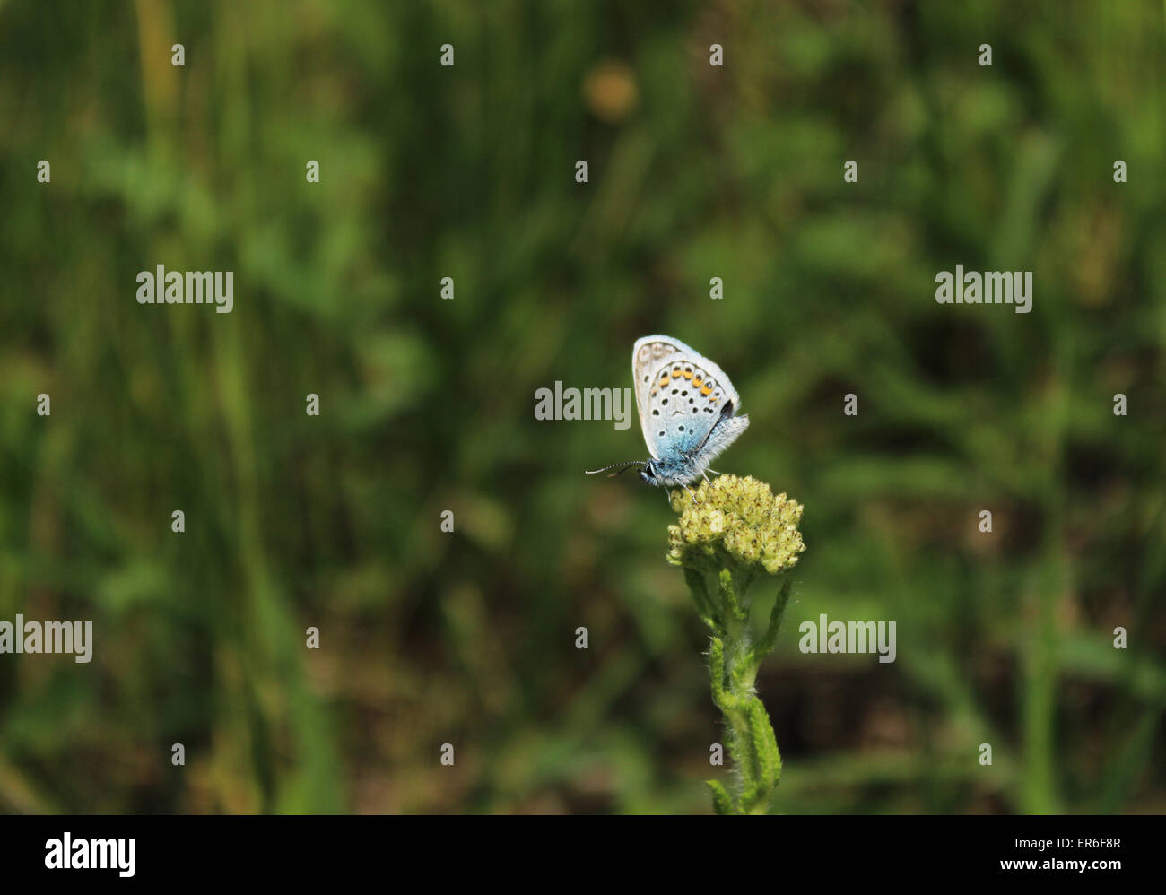 Little butterfly hi-res stock photography and images - Alamy