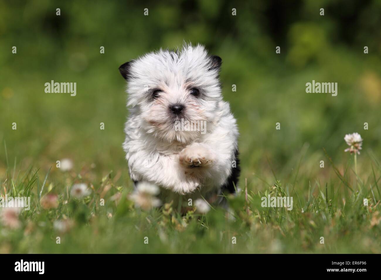Biewer Yorkshire Terrier puppy Stock Photo - Alamy