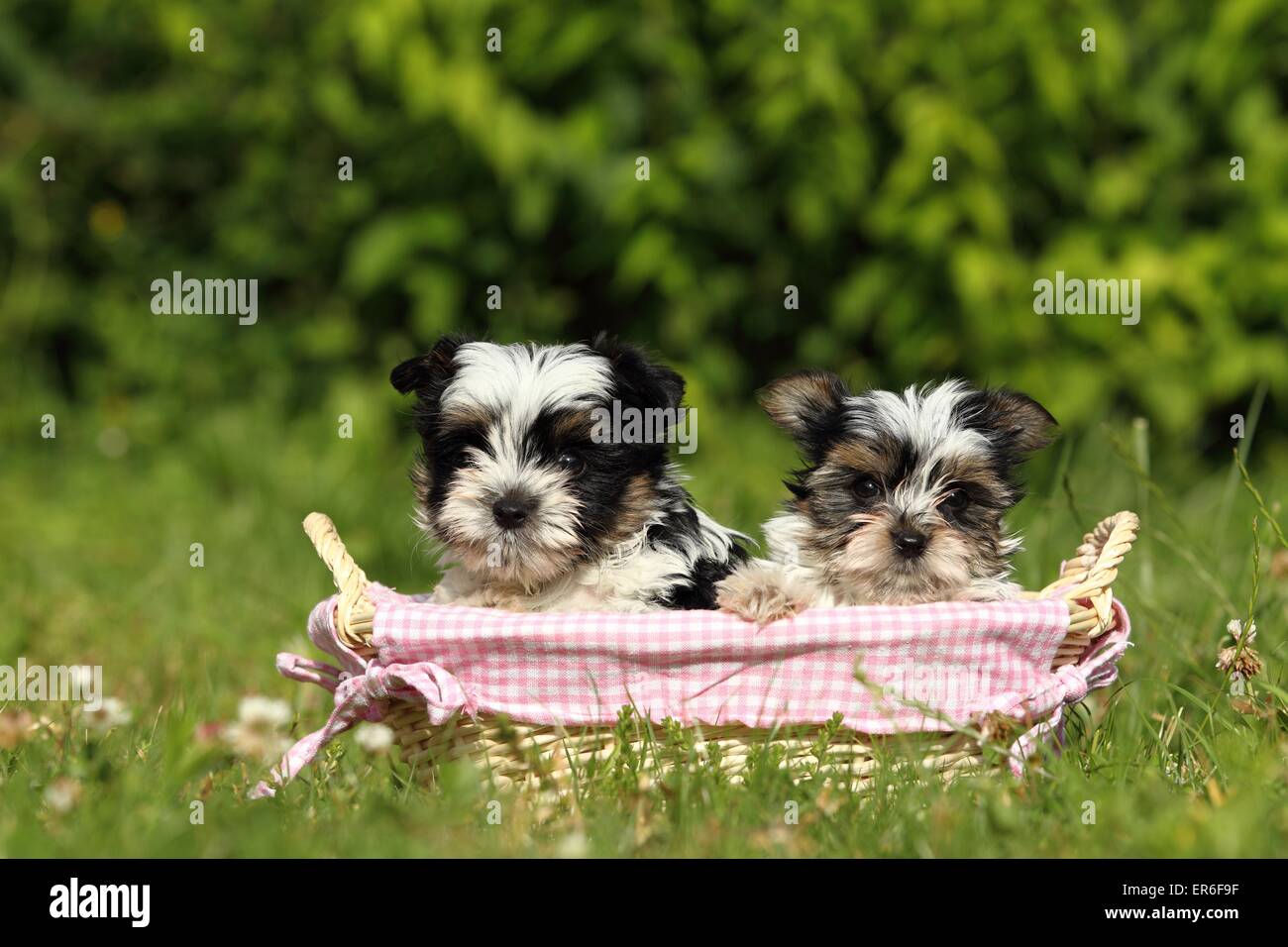Biewer Yorkshire Terrier puppies Stock Photo - Alamy