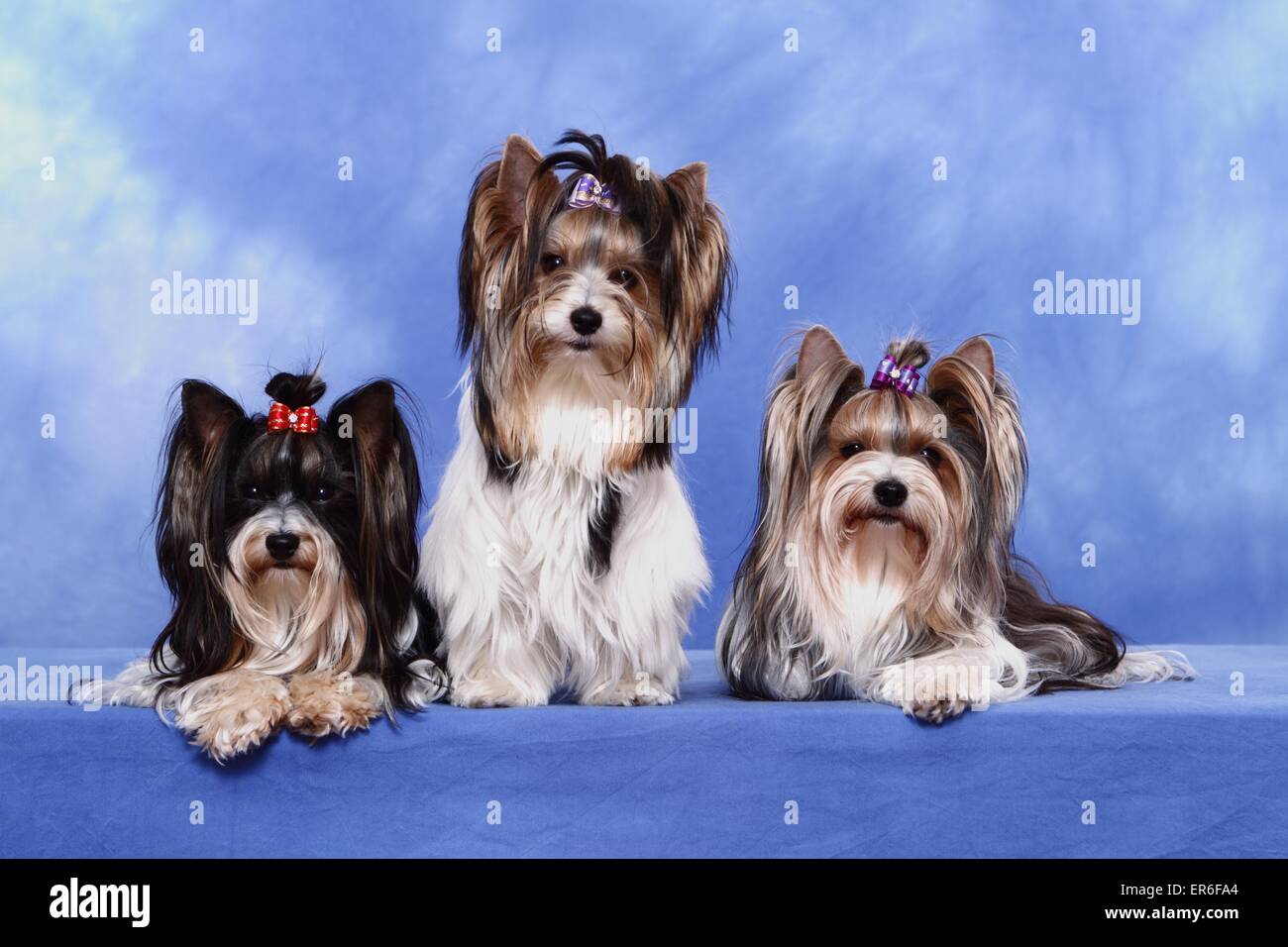 3 Biewer Yorkshire Terriers Stock Photo - Alamy