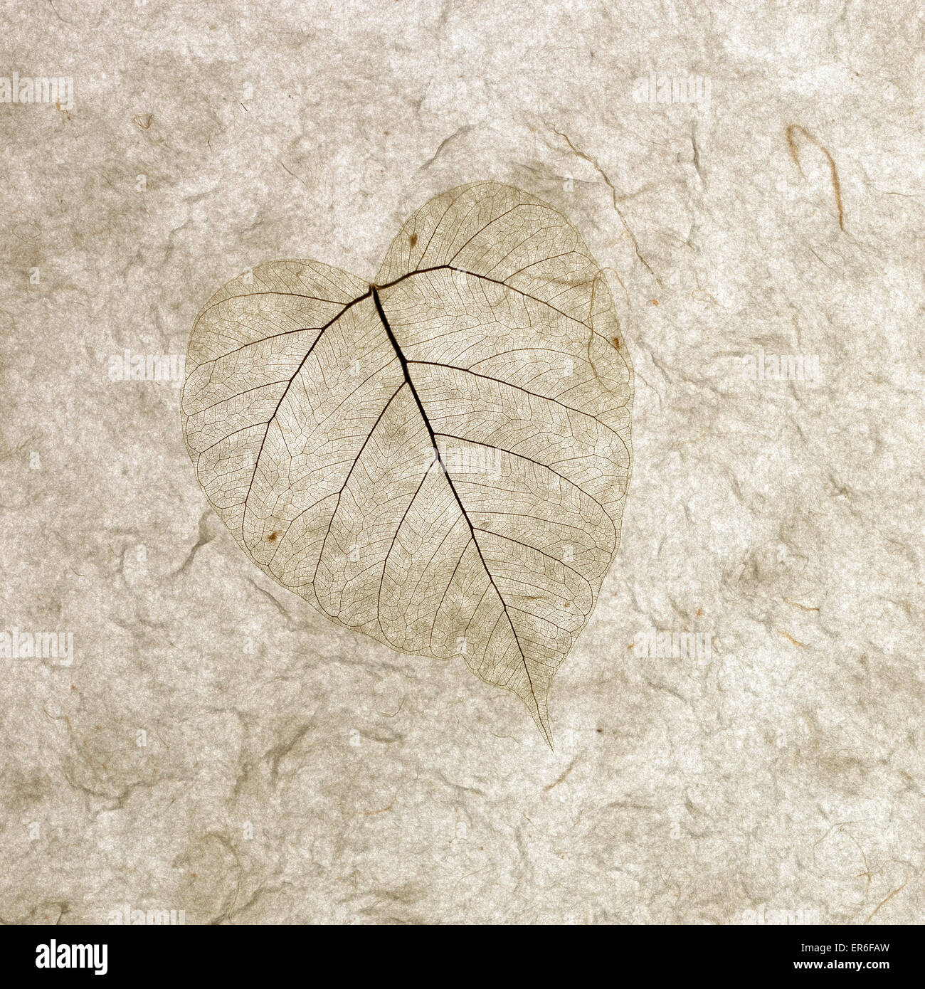A leaf on a piece of paper with texture Stock Photo - Alamy
