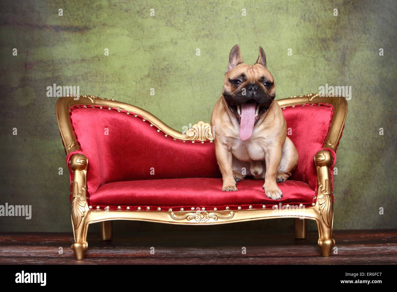 sitting French Bulldog Stock Photo - Alamy